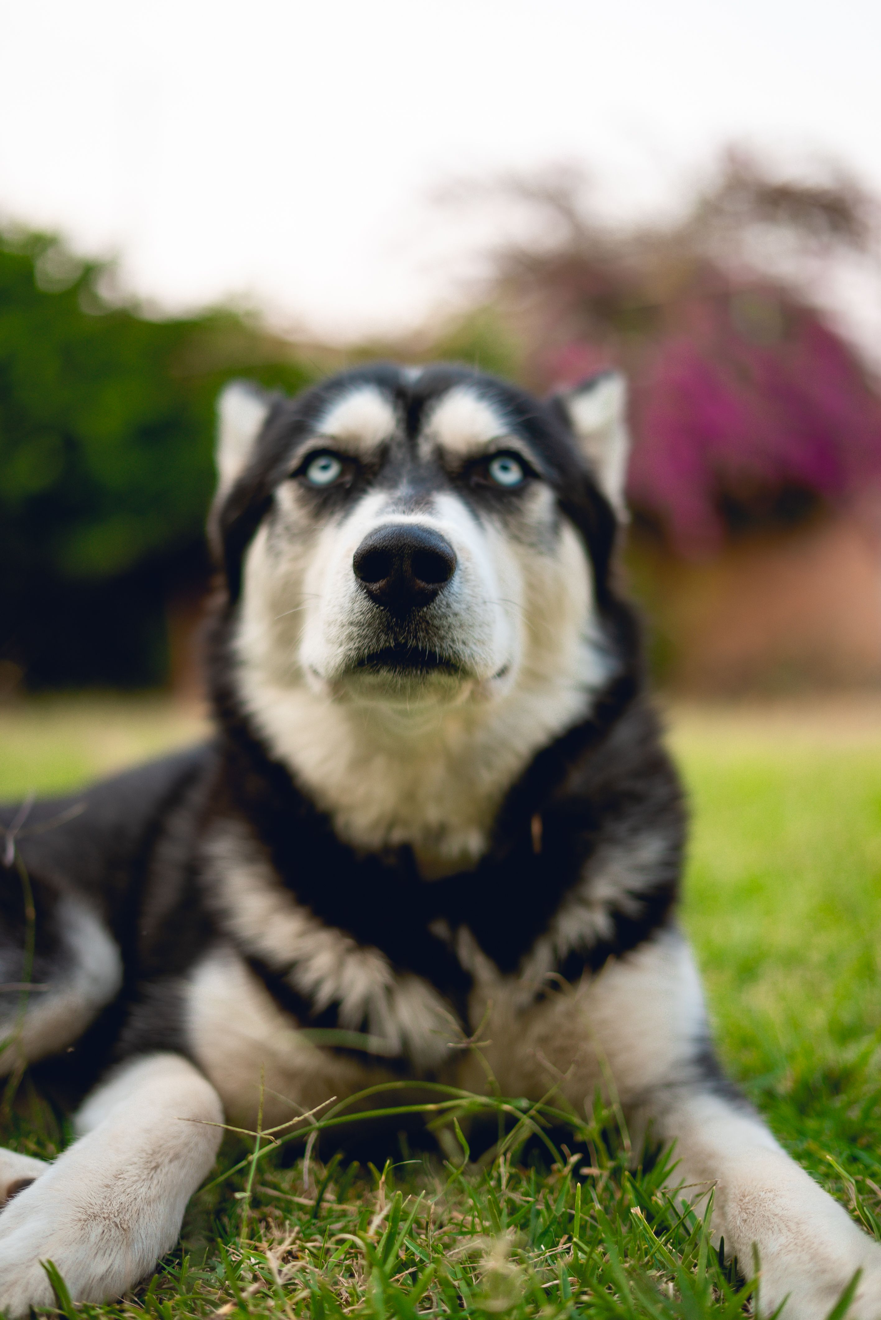 White and Black Siberian Husky · Free Stock Photo