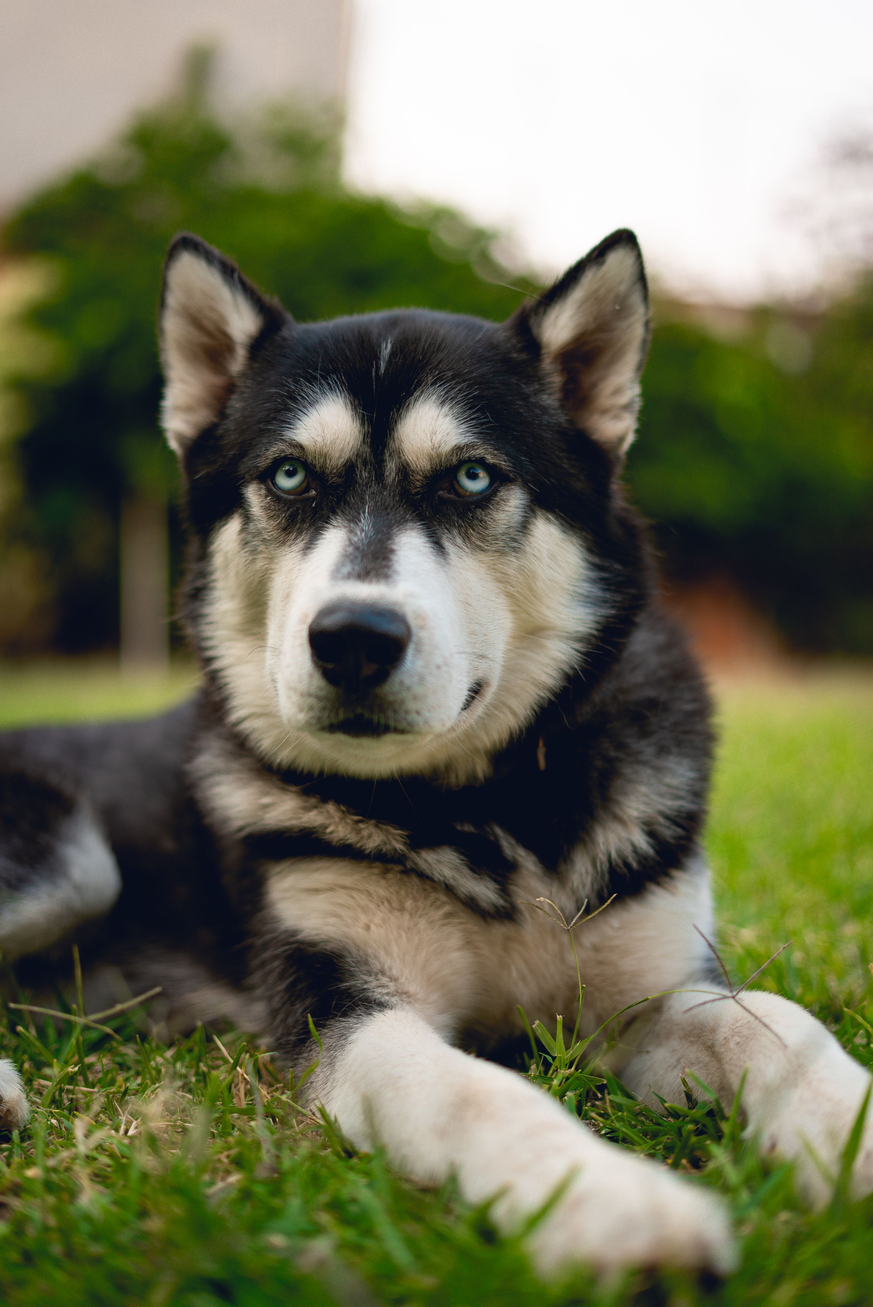 Photo of jonathan, a husky dog in san francisco, ca · Free Stock Photo