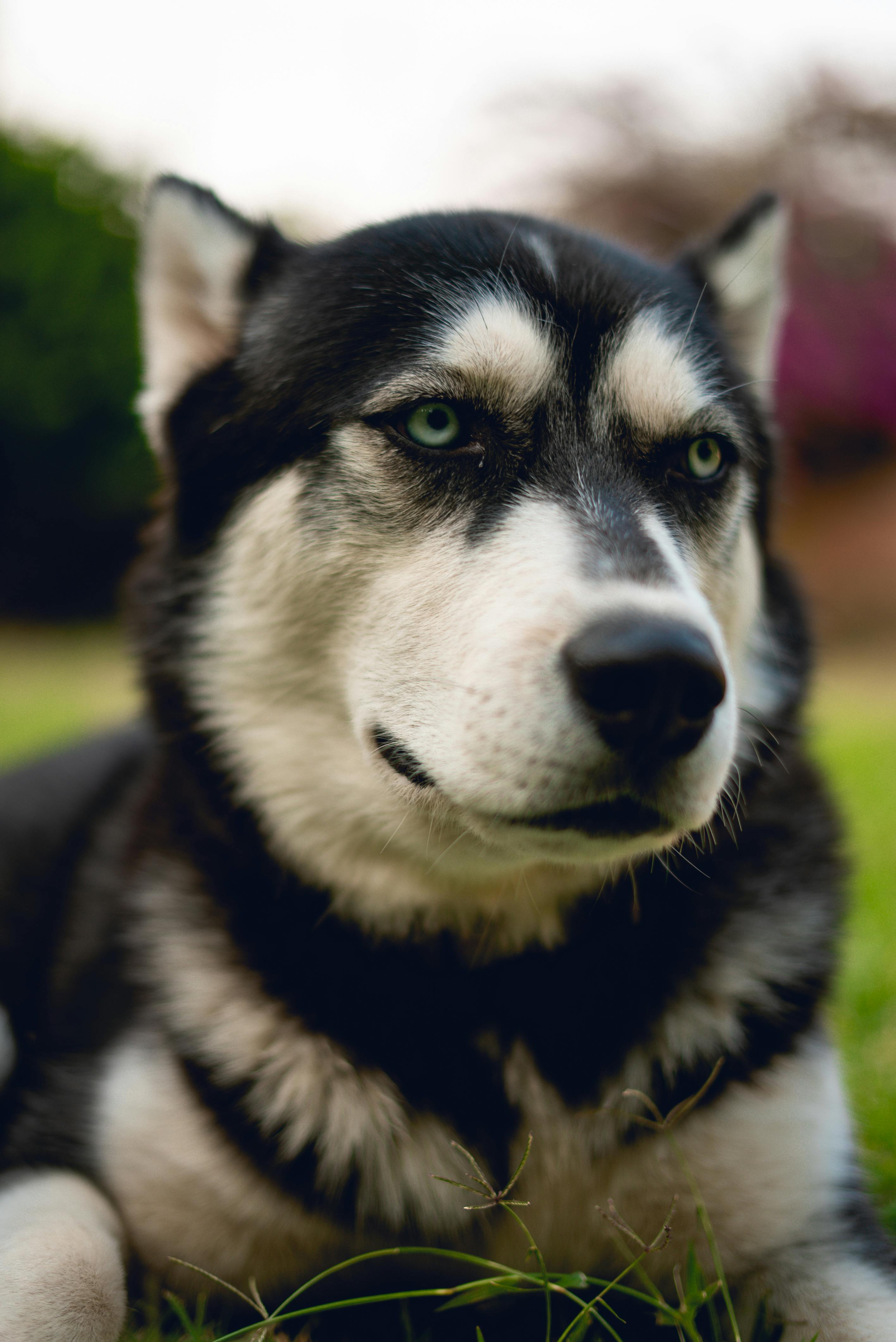 Close-up of a Siberian Husky Head · Free Stock Photo