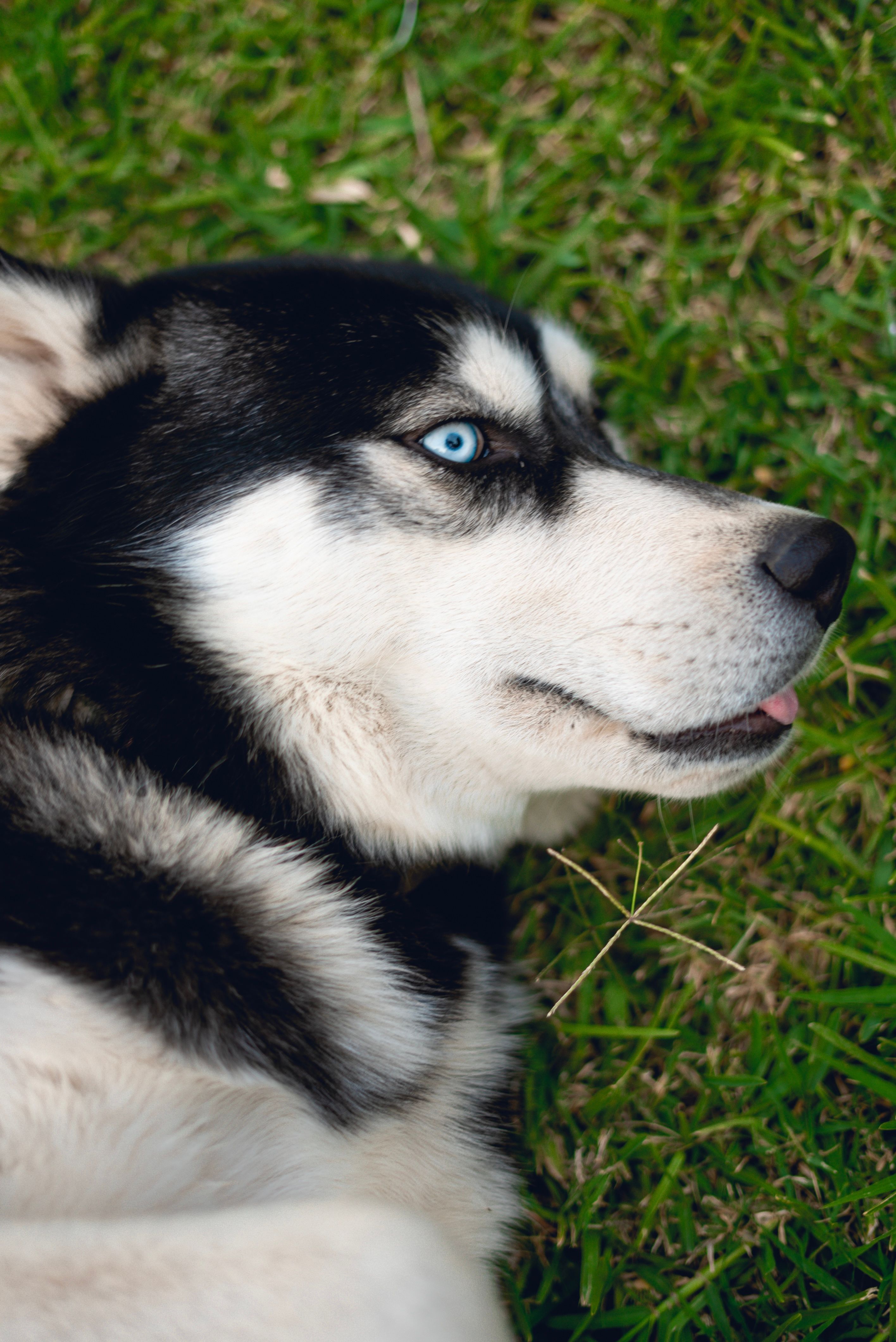 Photo of jonathan, a husky dog in san francisco, ca · Free Stock Photo