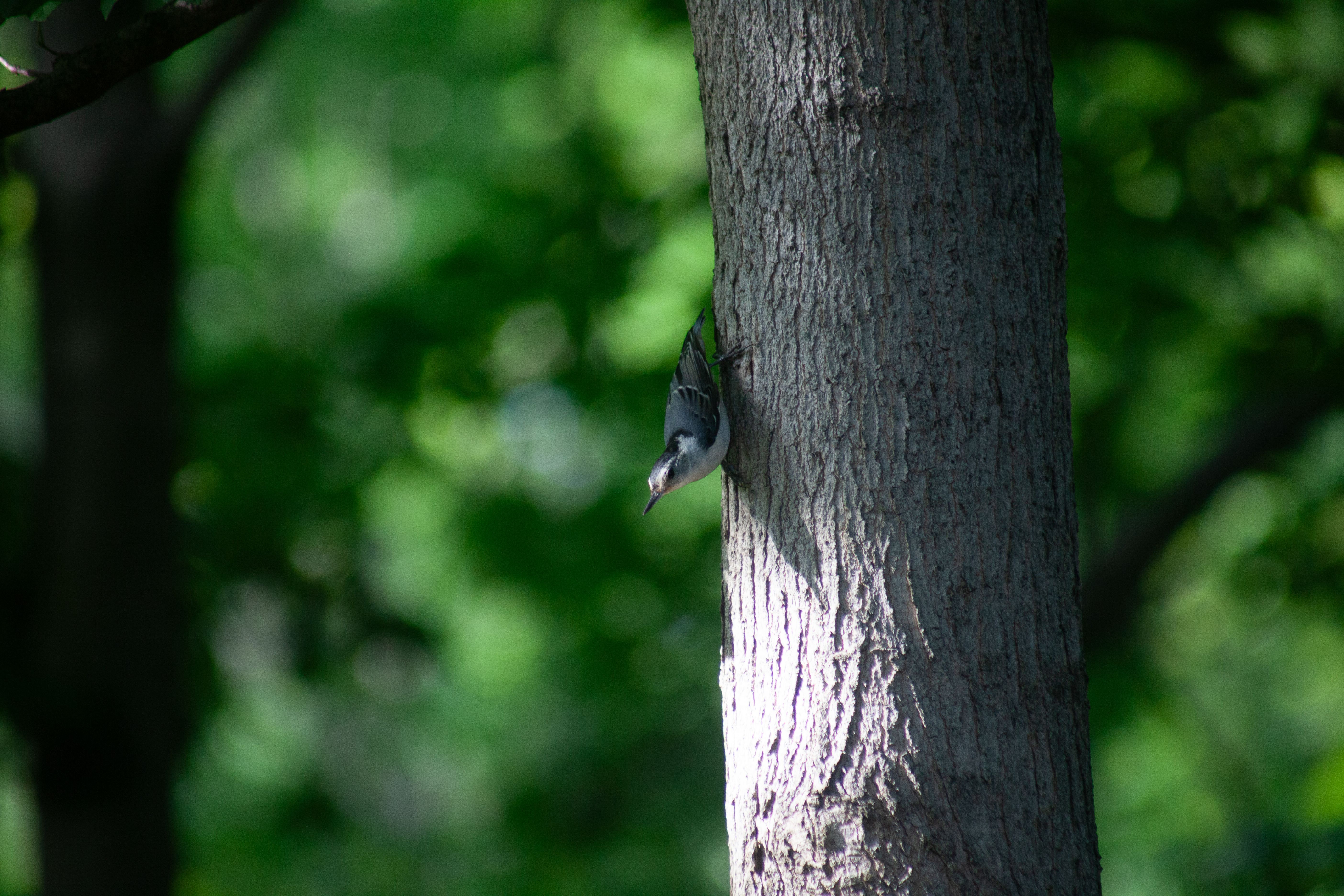 Eurasian Nuthatch on Tree · Free Stock Photo
