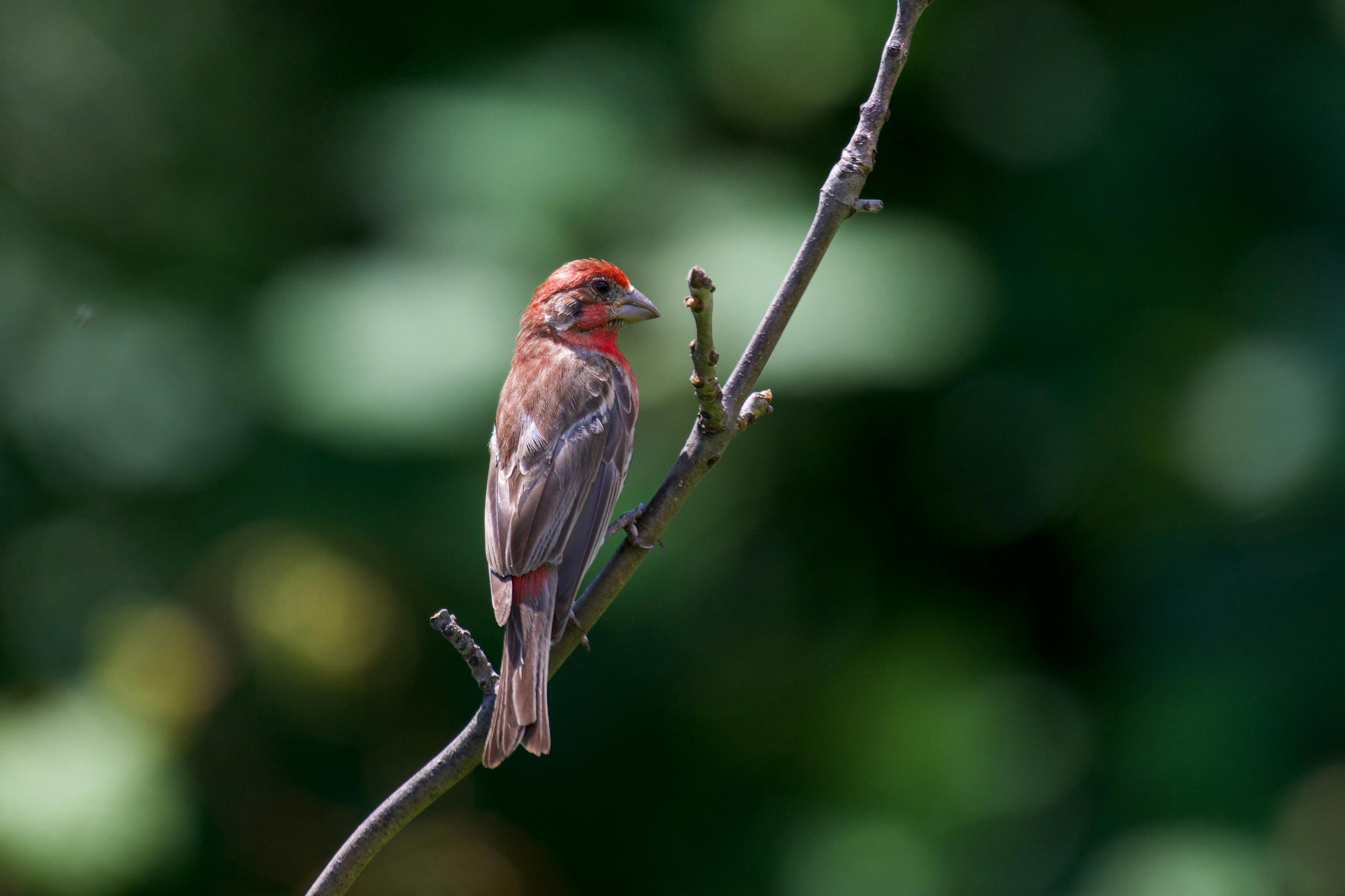 Common Rosefinch Bird · Free Stock Photo