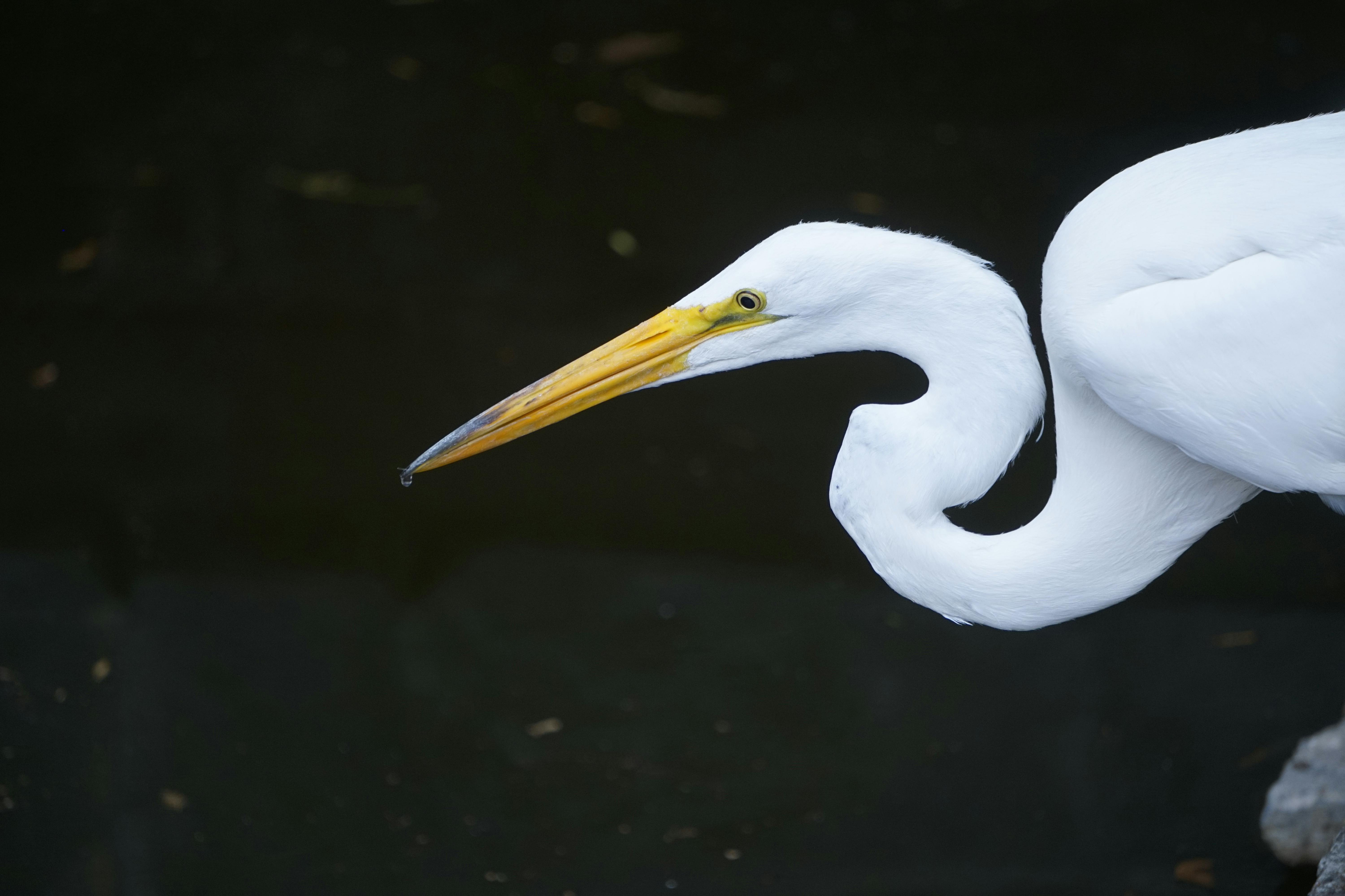 White Bird on Focus Photography · Free Stock Photo