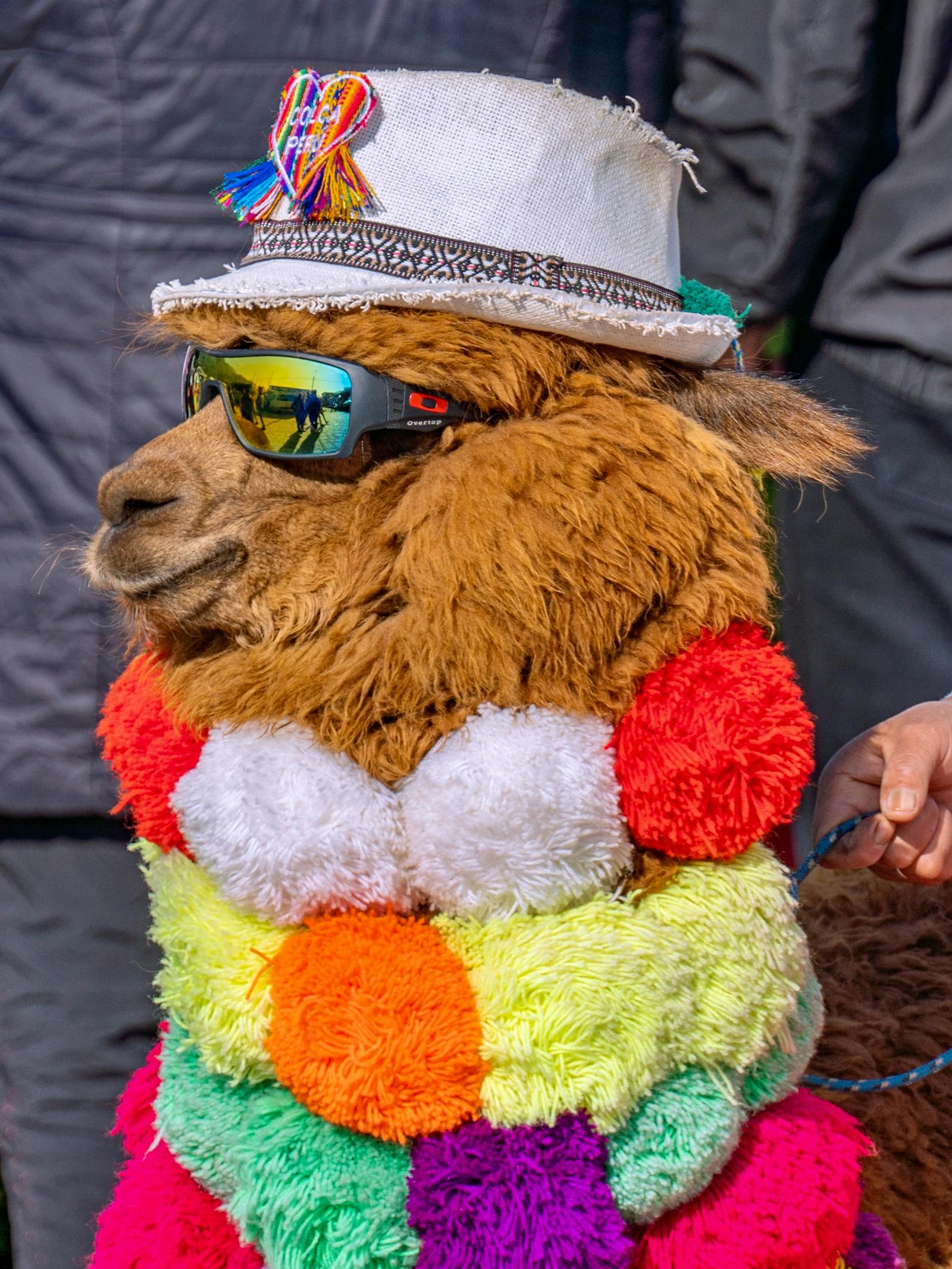 Cute Llama Photos, Download The BEST Free Cute Llama Stock Photos & HD ...