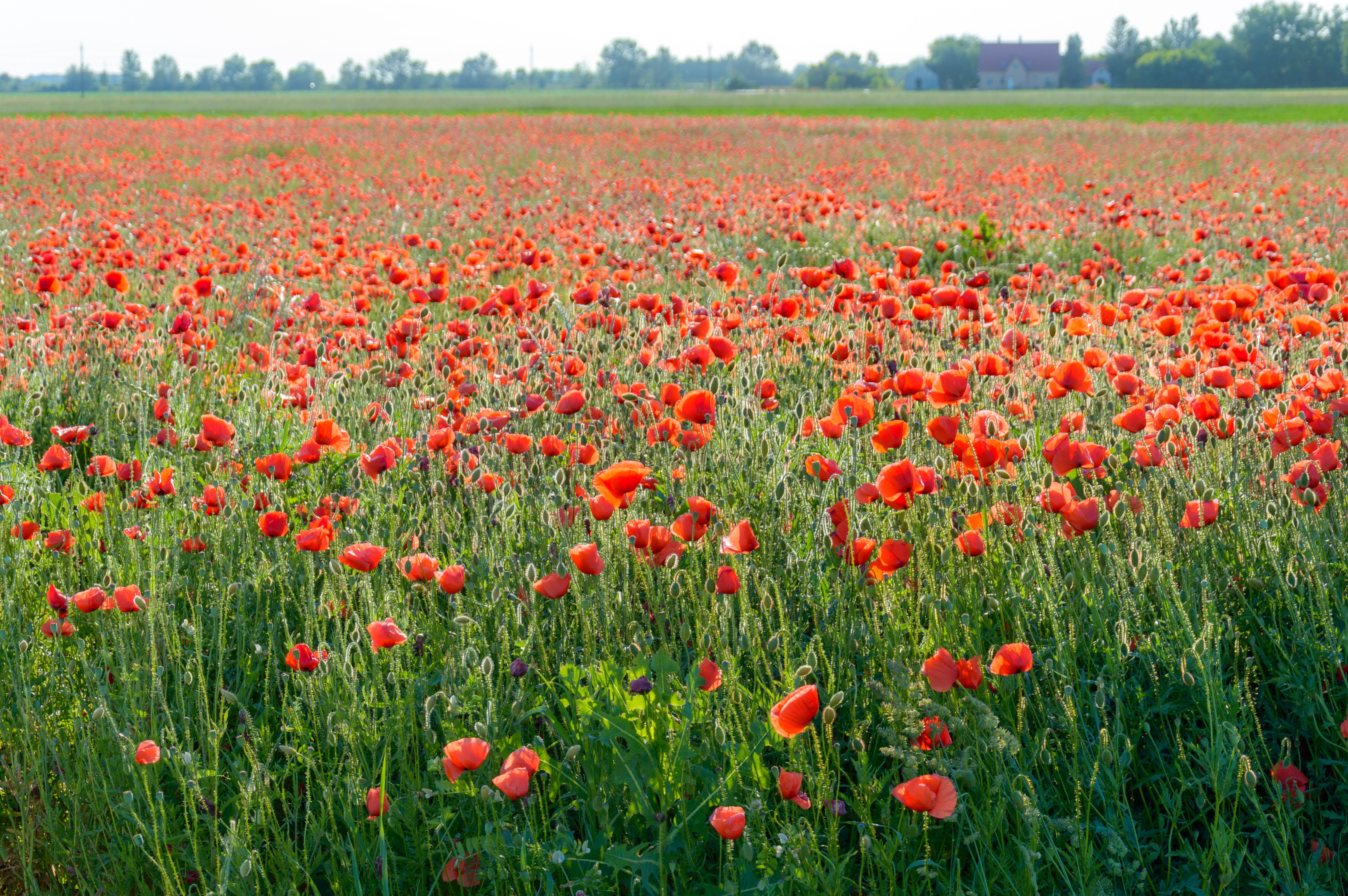 Red Field of Poppies · Free Stock Photo