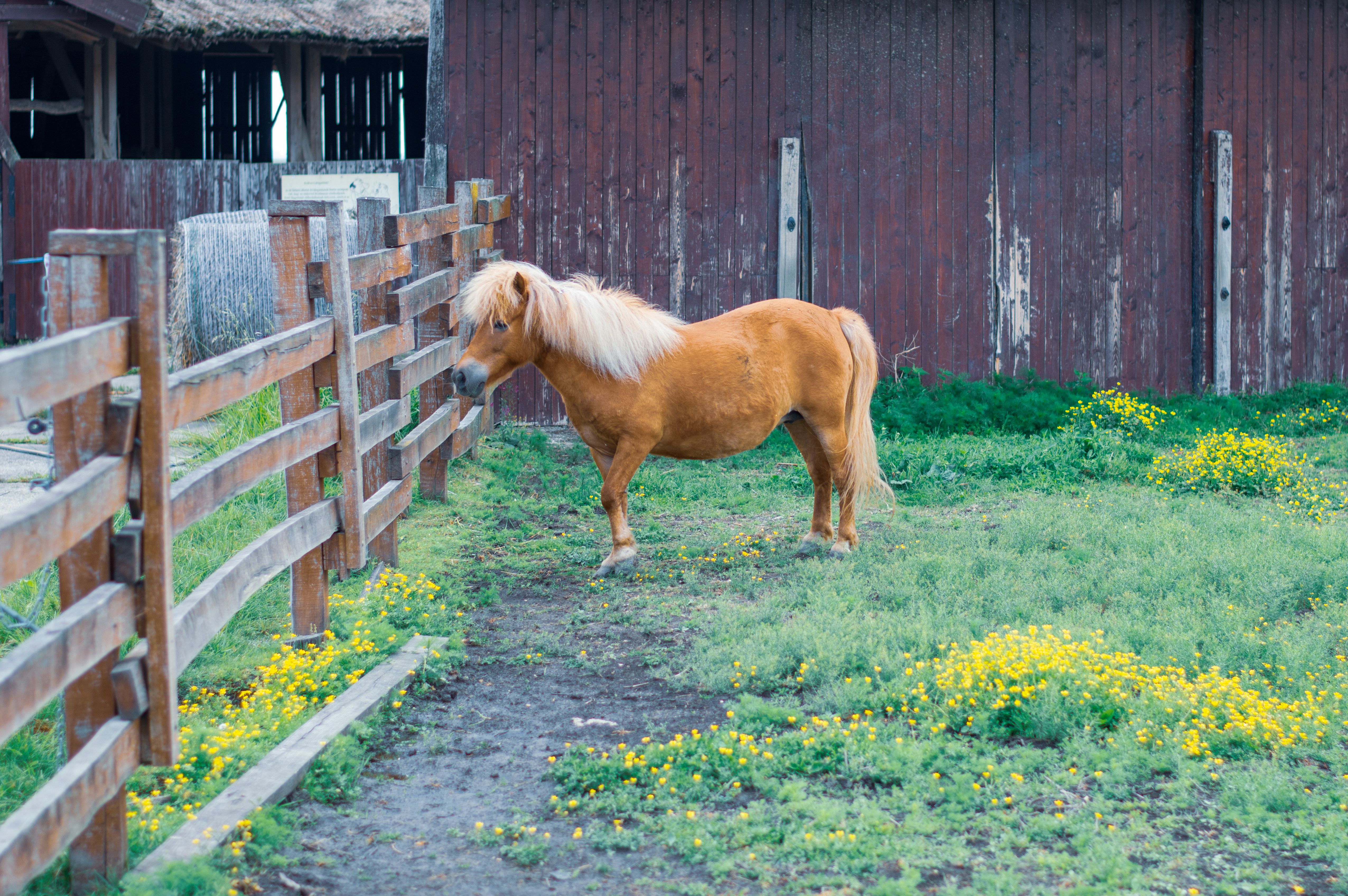 Horse in Corral · Free Stock Photo