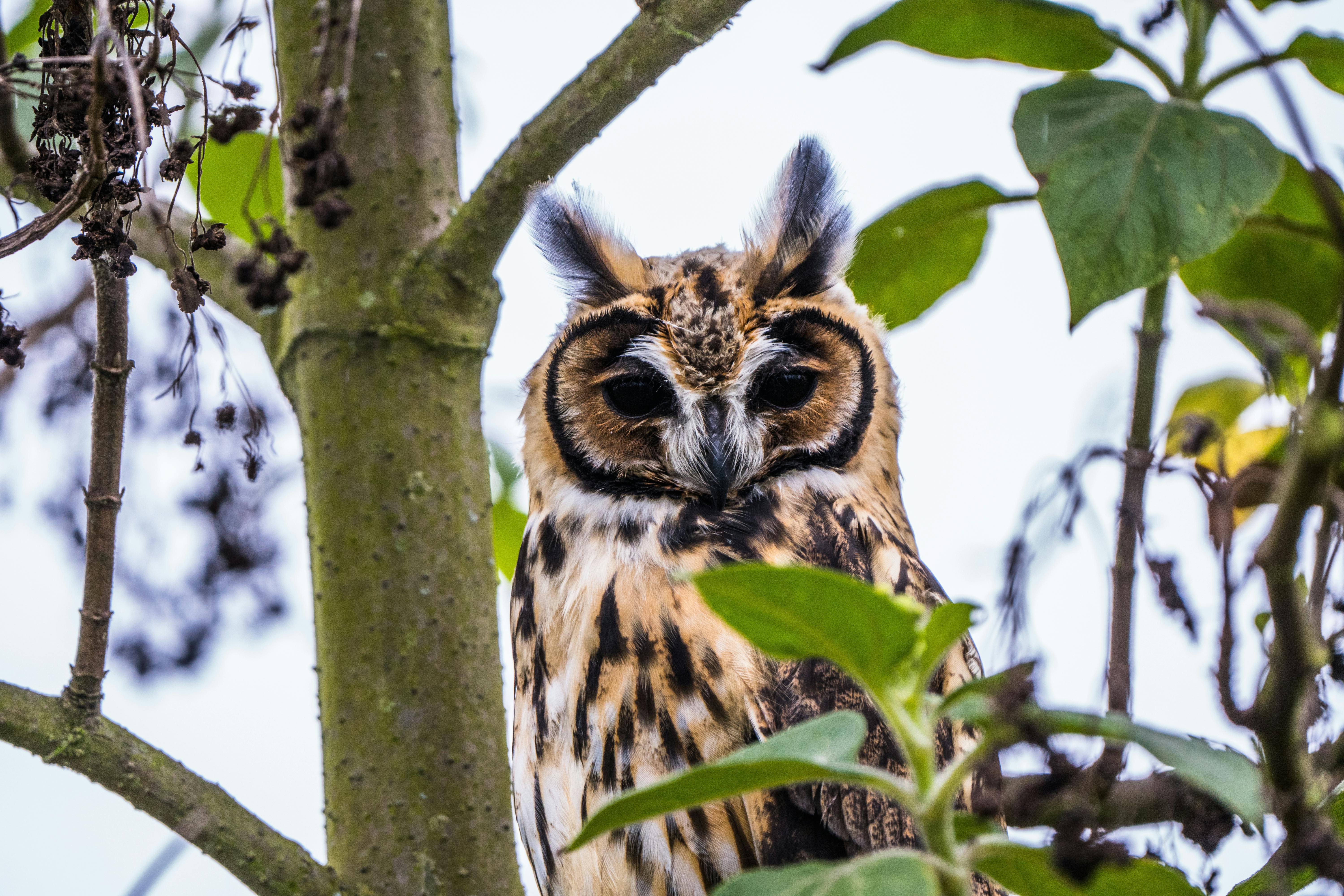 Striped Owl in Nature · Free Stock Photo