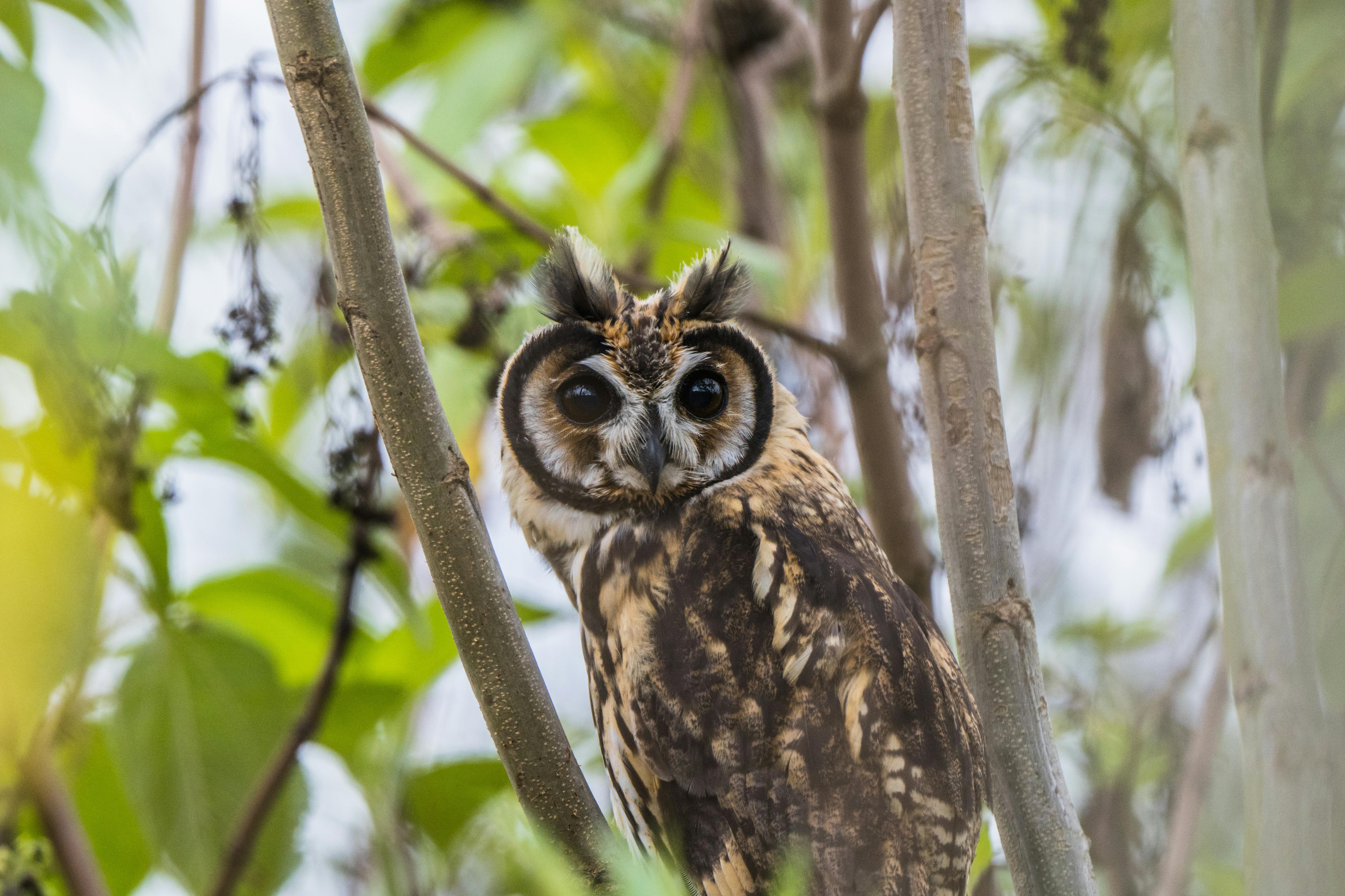 Búho listado · Free Stock Photo