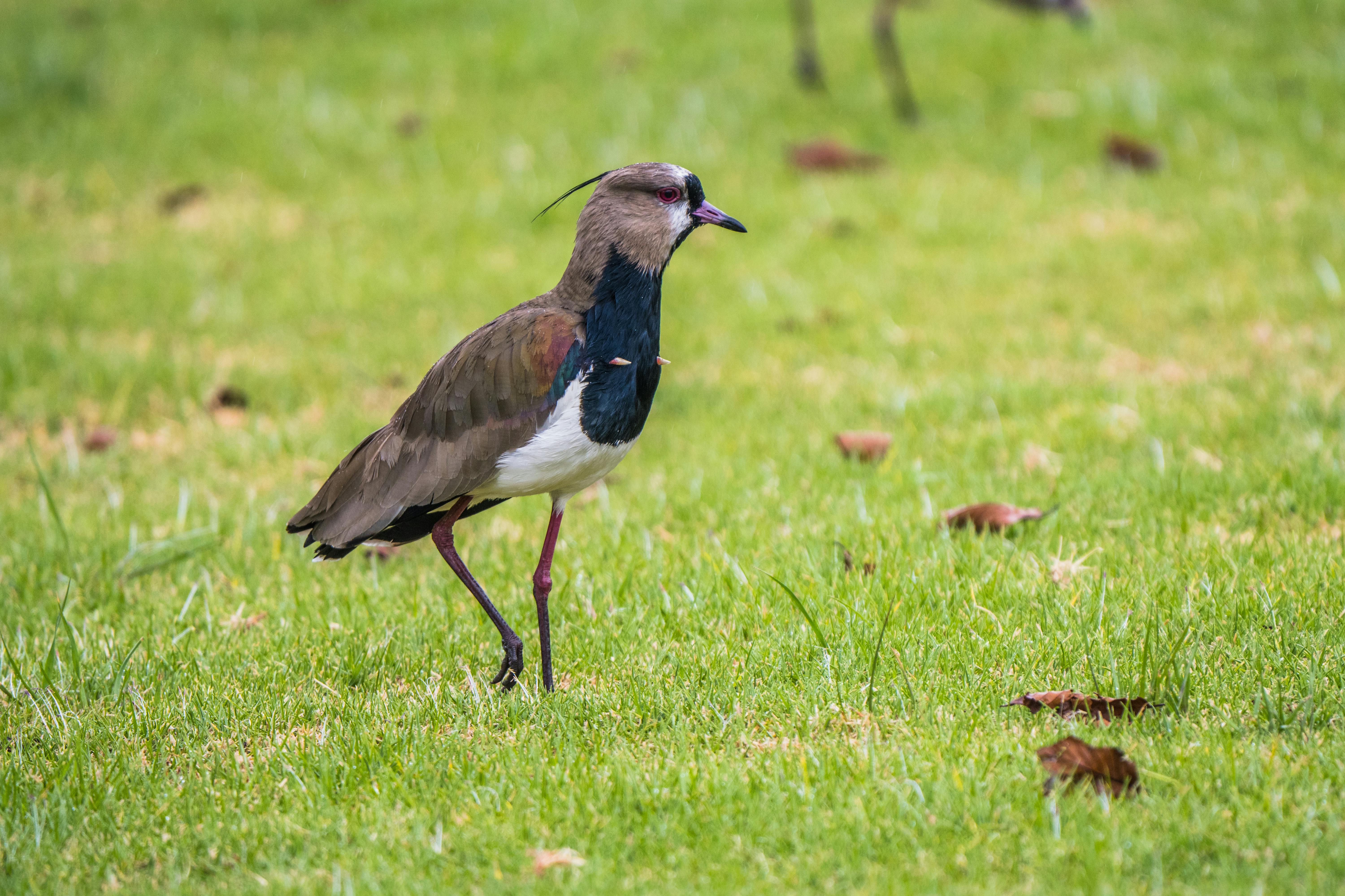 Lapwing Bird at Field · Free Stock Photo