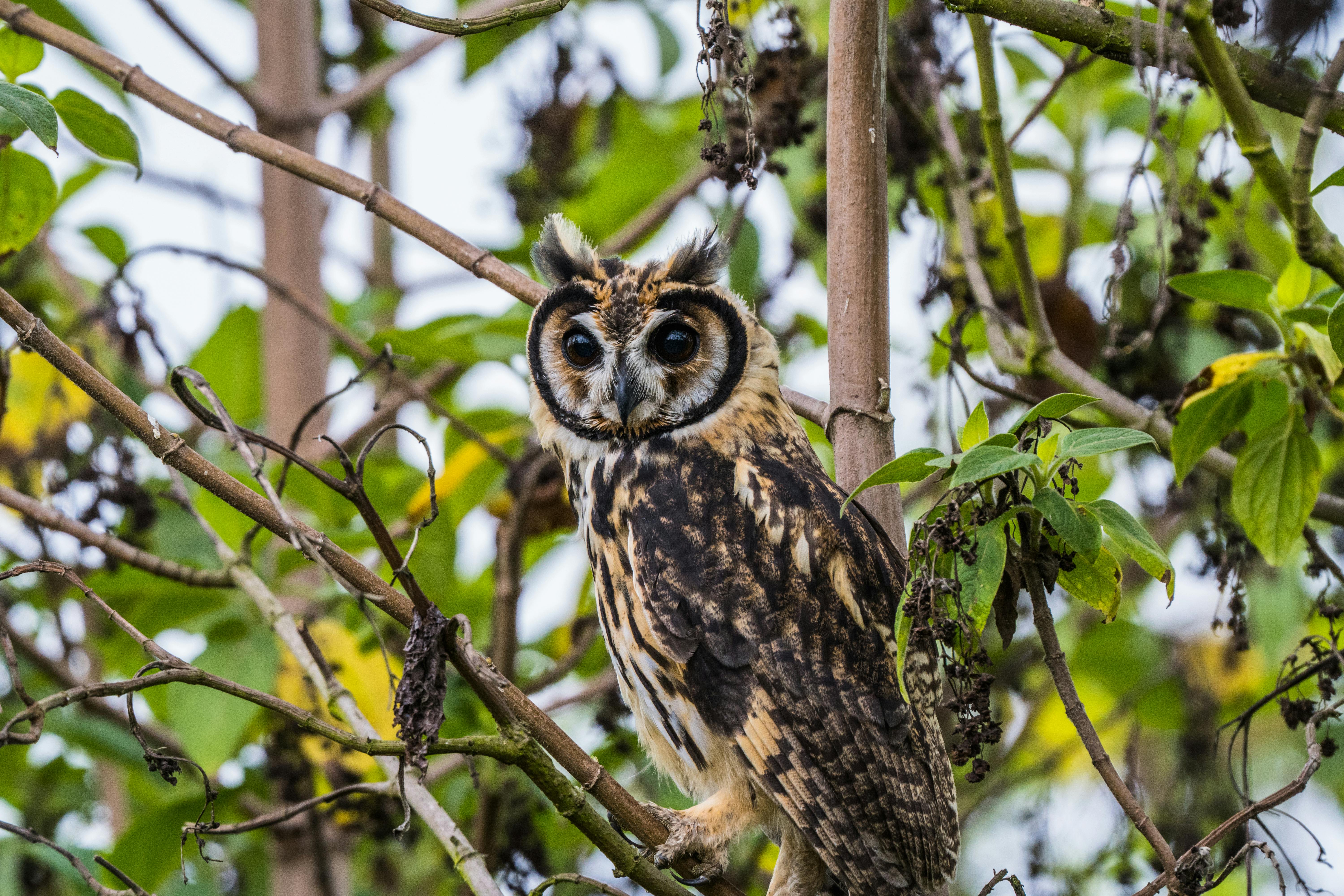 Búho listado · Free Stock Photo