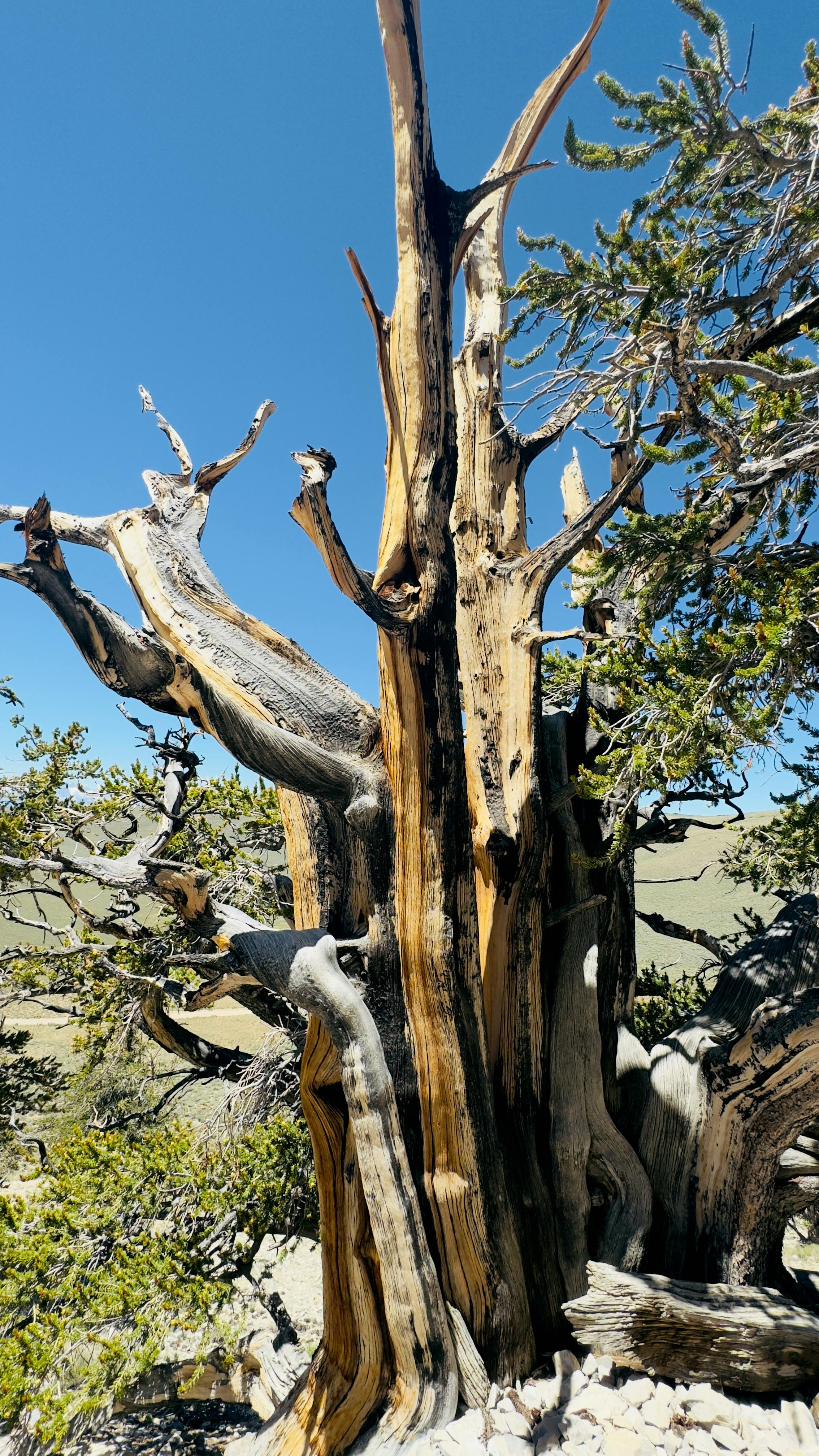 Withered Tree under Clear Sky · Free Stock Photo