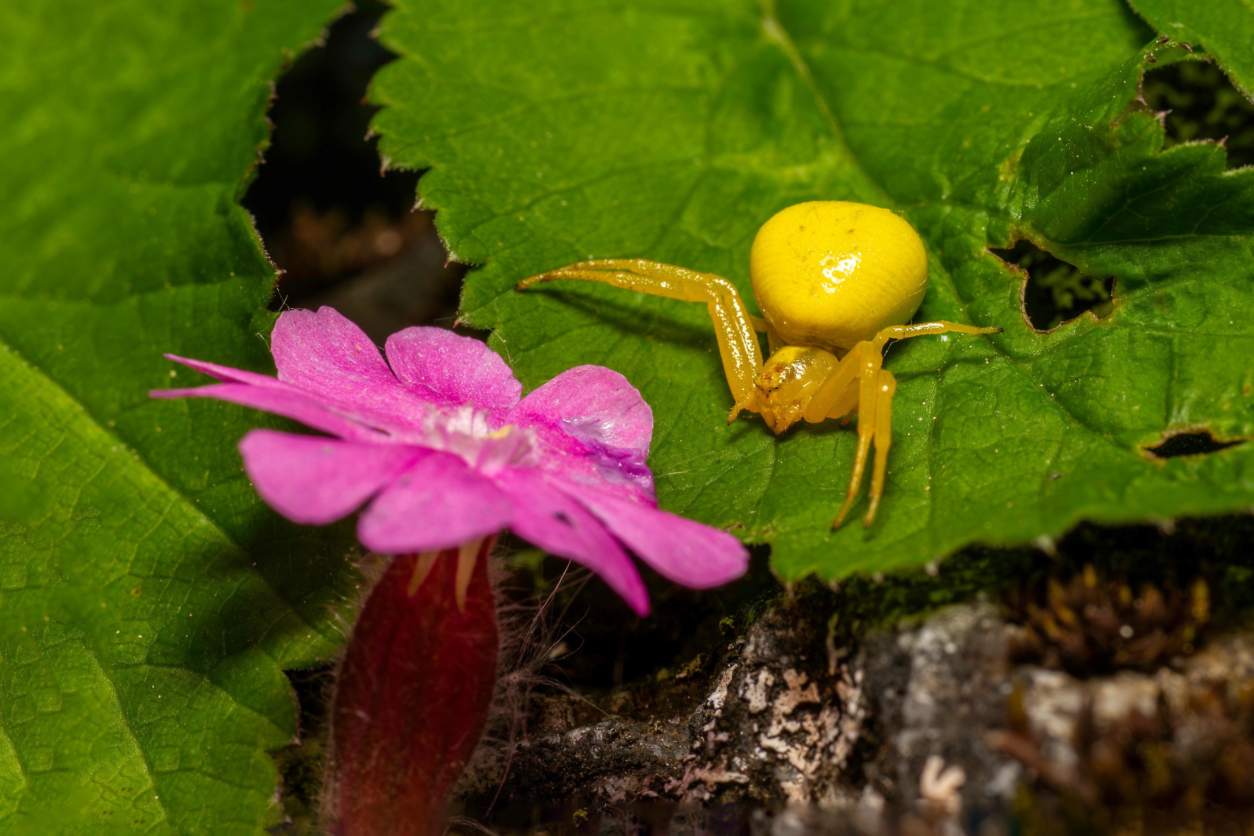 A small yellow spider sitting on a flower · Free Stock Photo