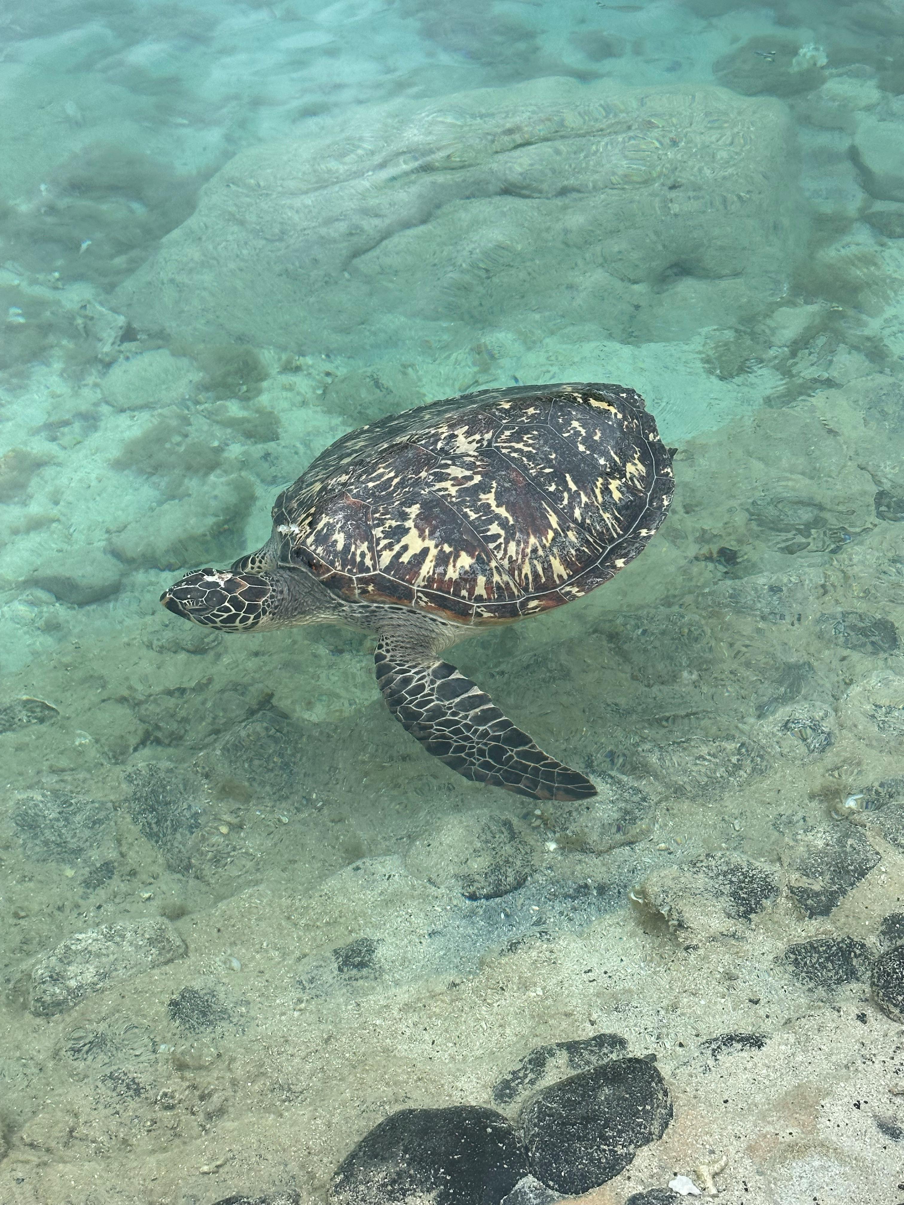 Turtle swimming underwater · Free Stock Photo