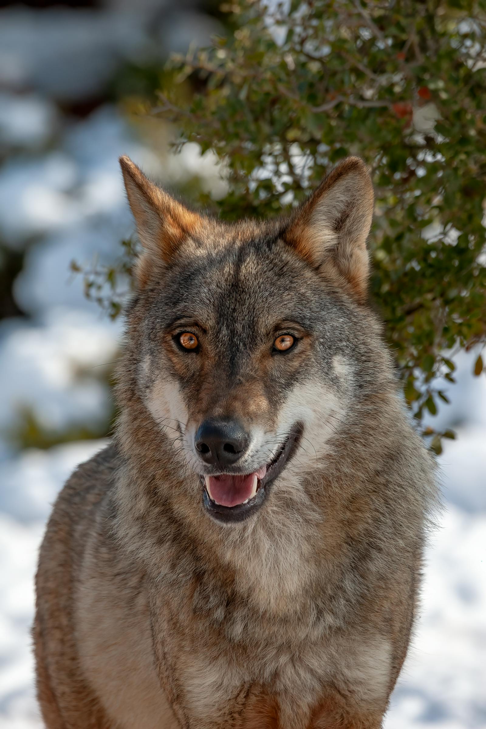 Alpha Wolf Photos, Download The BEST Free Alpha Wolf Stock Photos & HD ...