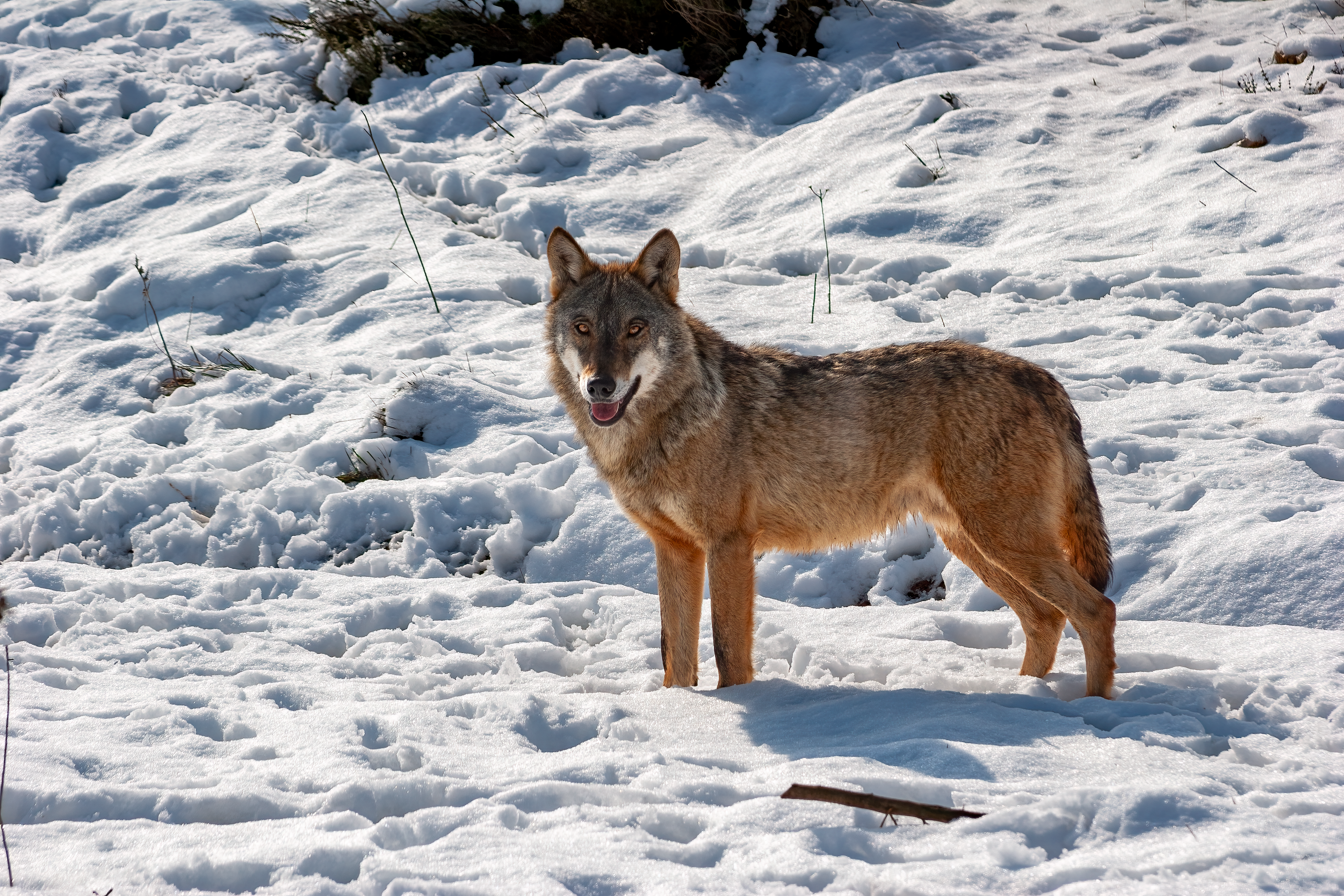 Wolf Standing in Snow · Free Stock Photo