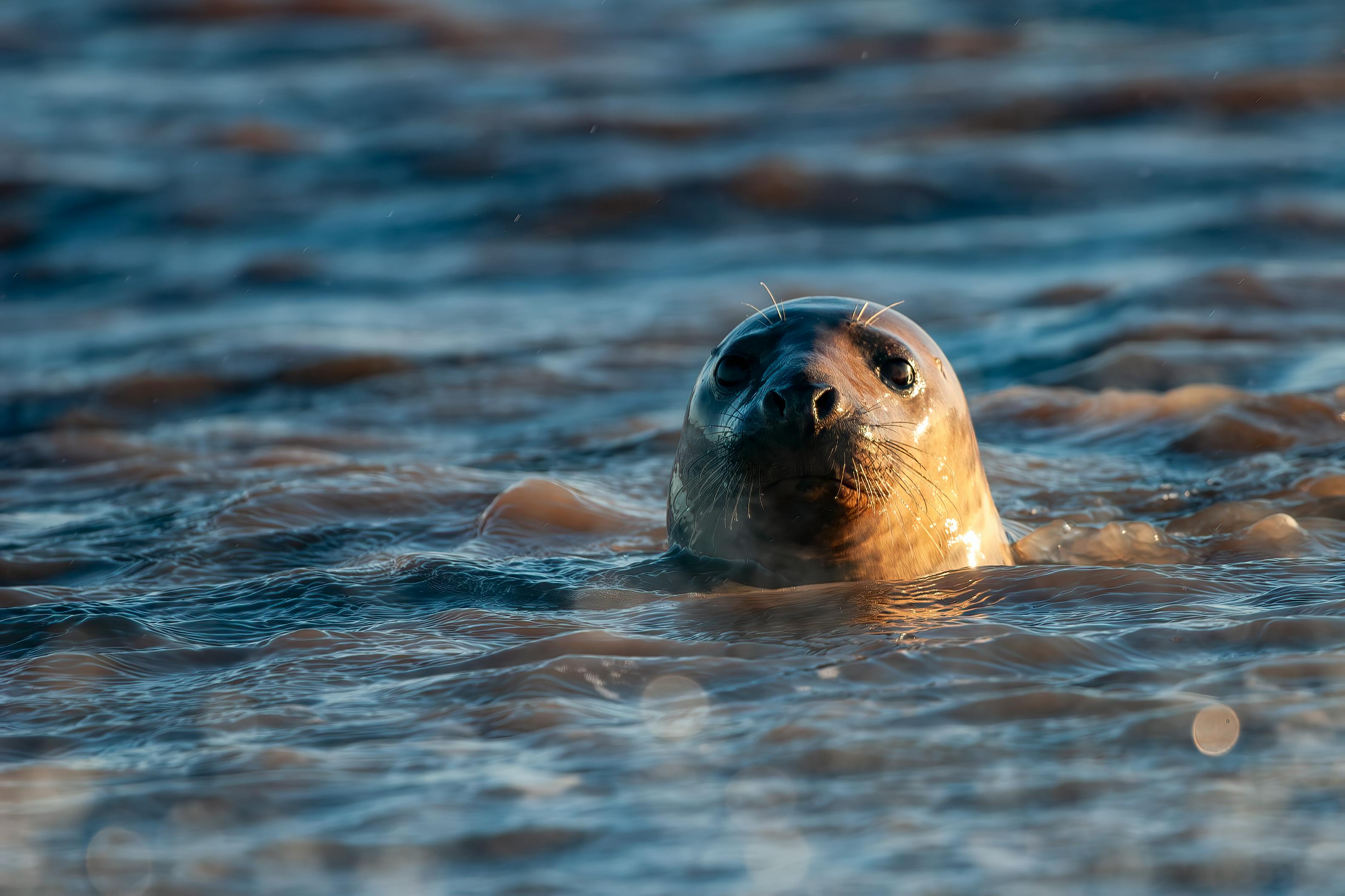 Close-up of a Seal in the Sea · Free Stock Photo