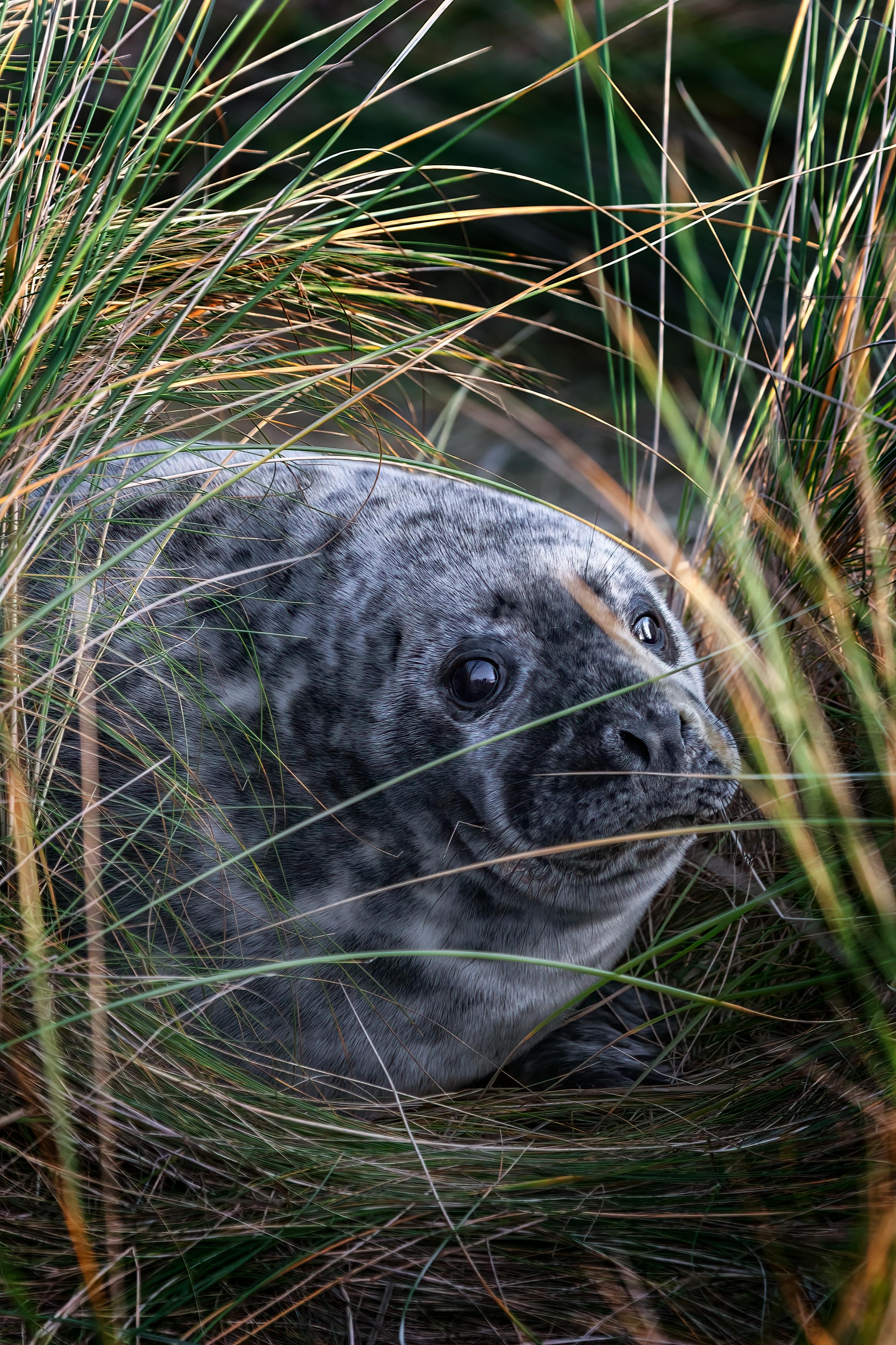 Ground Seal Photos, Download The BEST Free Ground Seal Stock Photos ...
