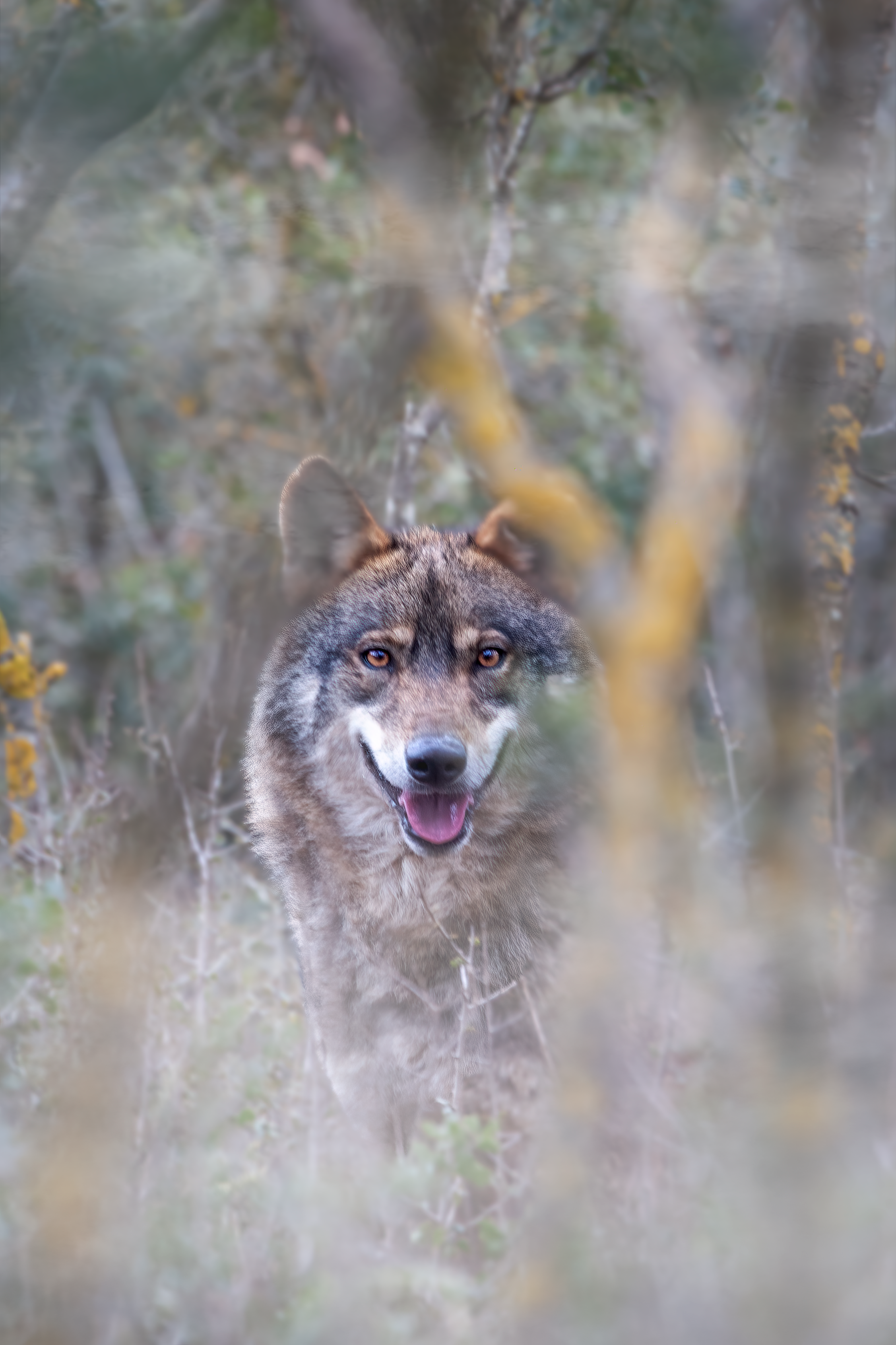 Brown Wolf Standing on Green Grass · Free Stock Photo