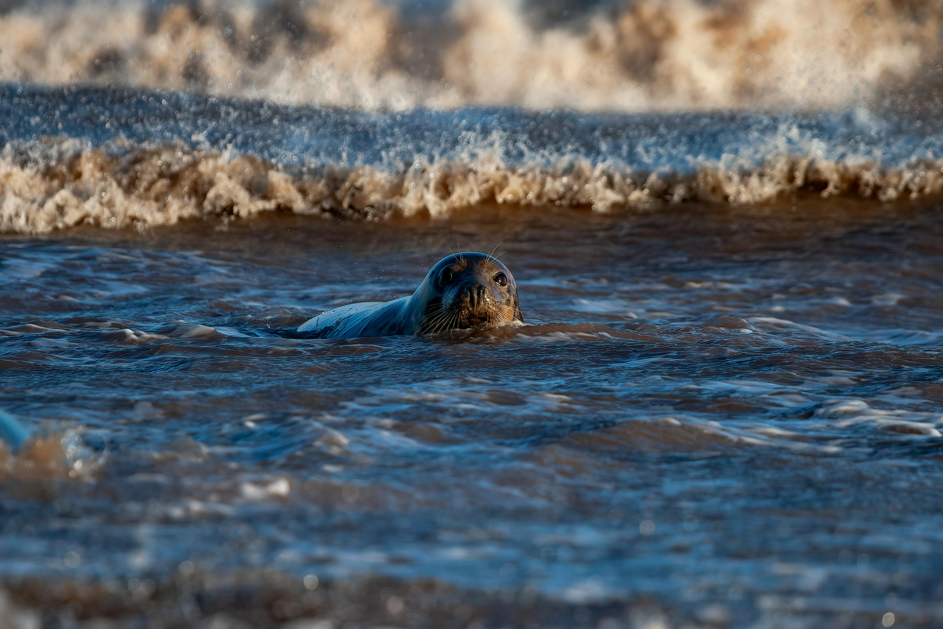 Close-up of a Seal in the Sea · Free Stock Photo