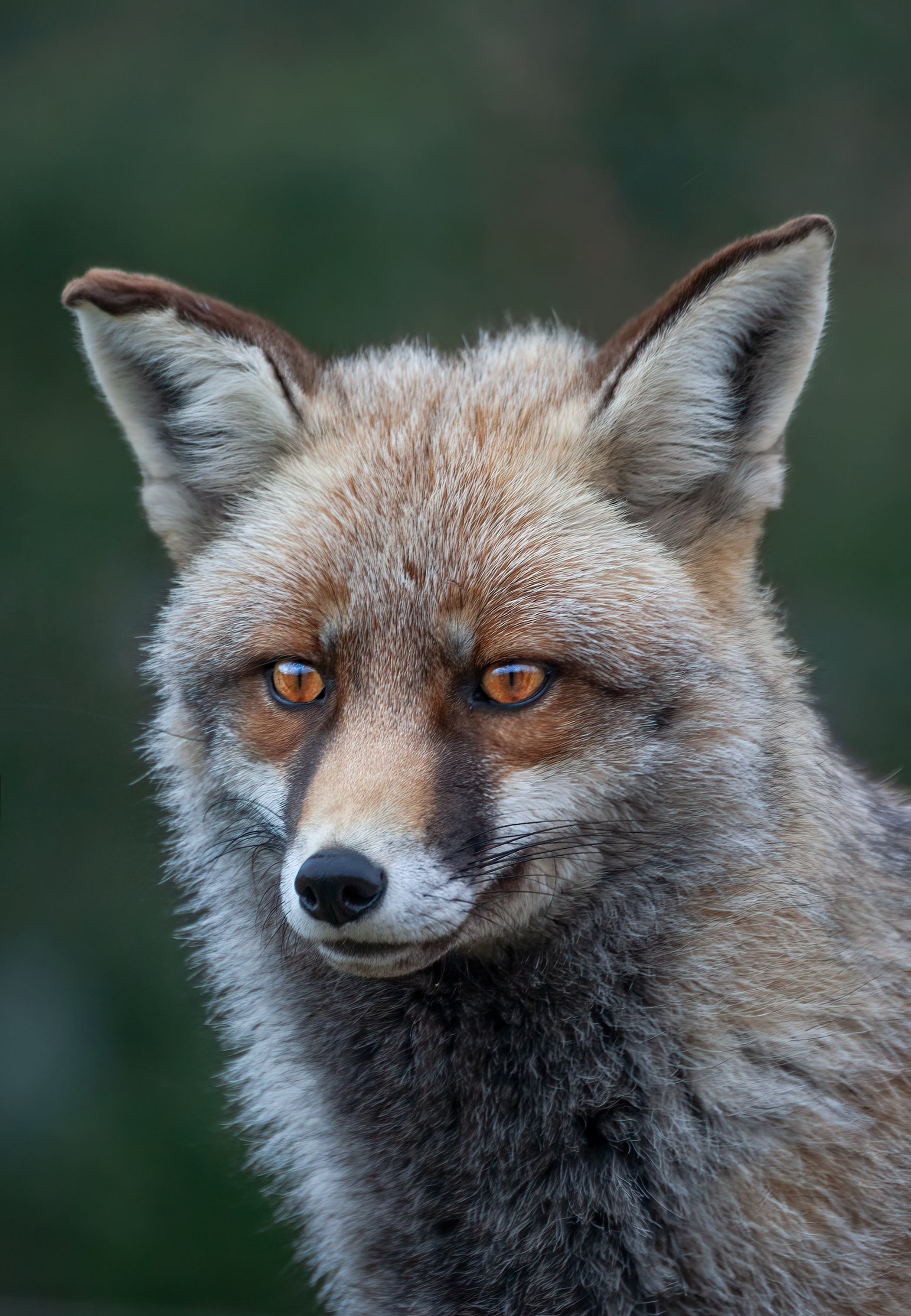 Close-up of the Head of a Fox · Free Stock Photo