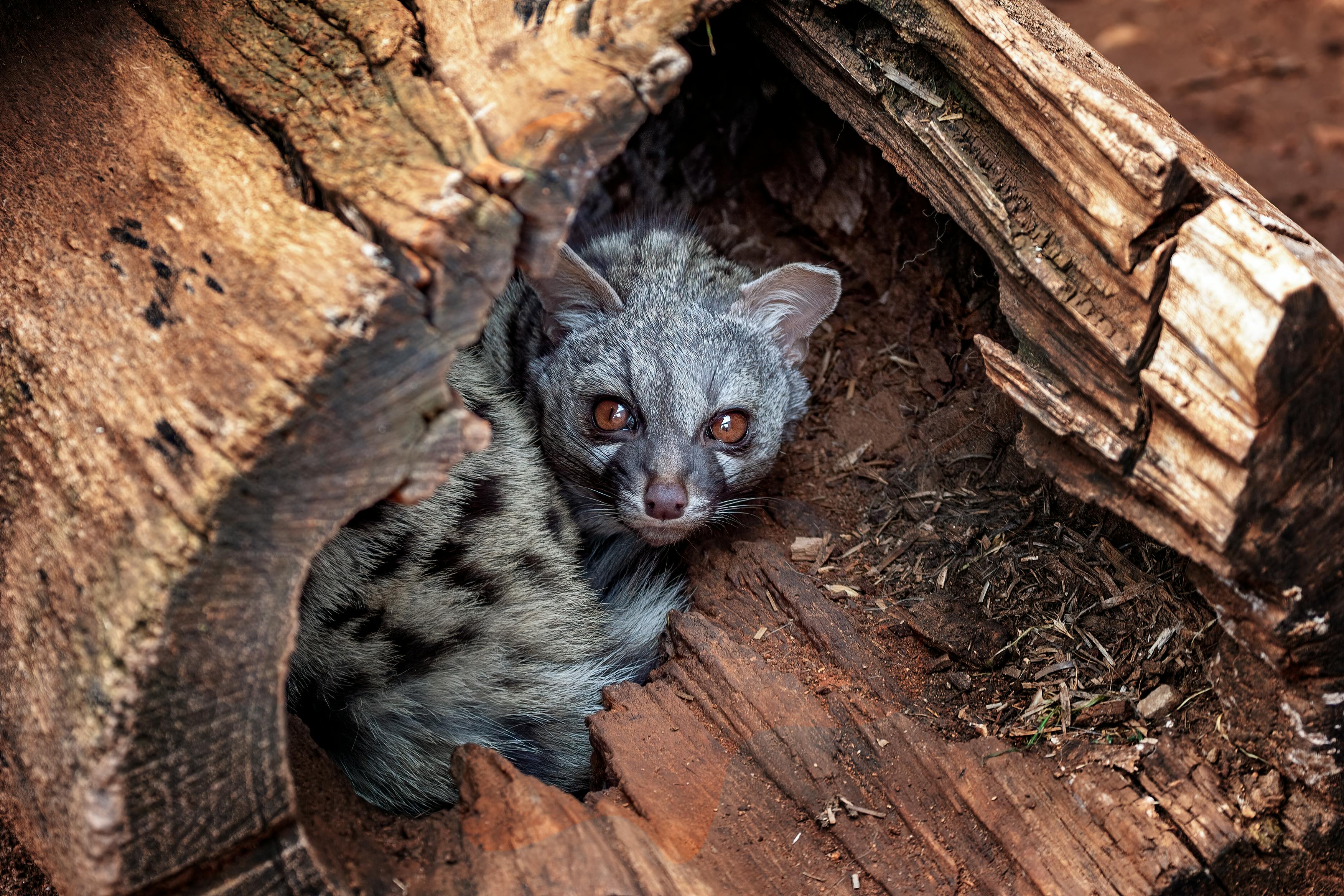 Close-up of a Common Genet in a Tree Trunk · Free Stock Photo