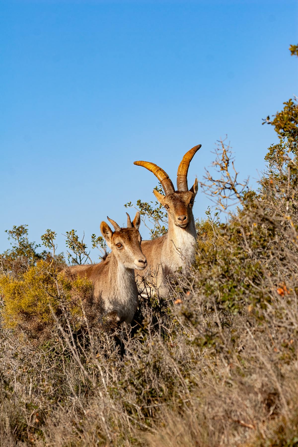 Ibex Photos, Download The BEST Free Ibex Stock Photos & HD Images