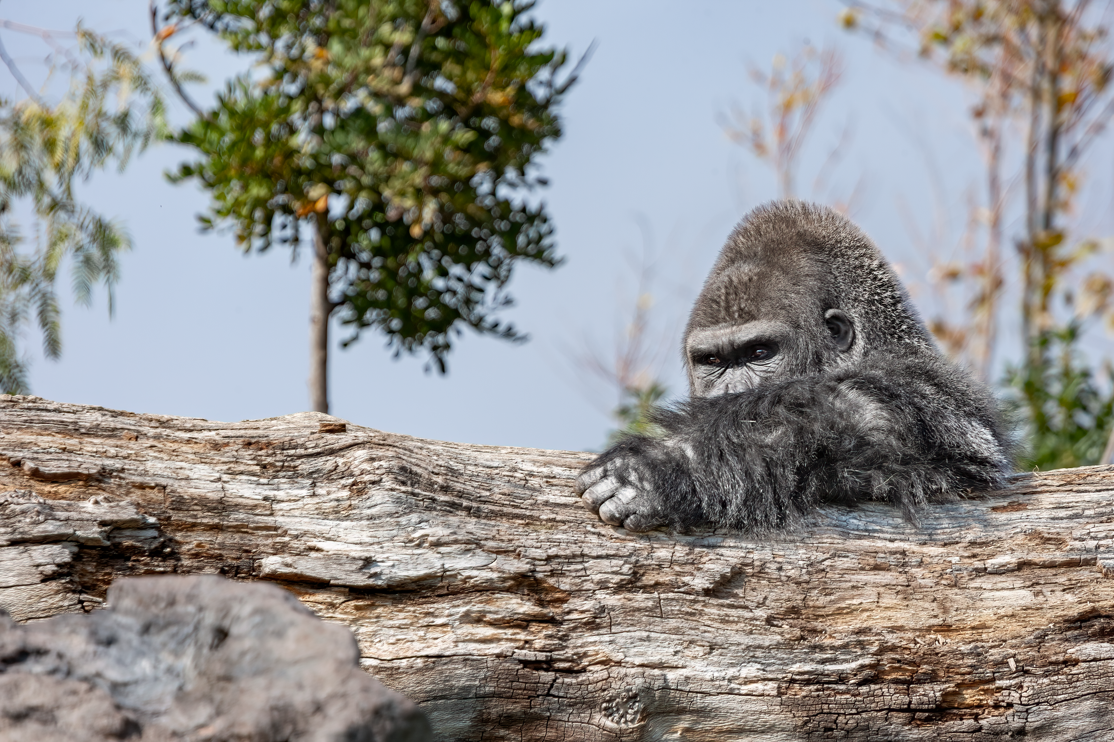 A gorilla sitting on top of a log · Free Stock Photo