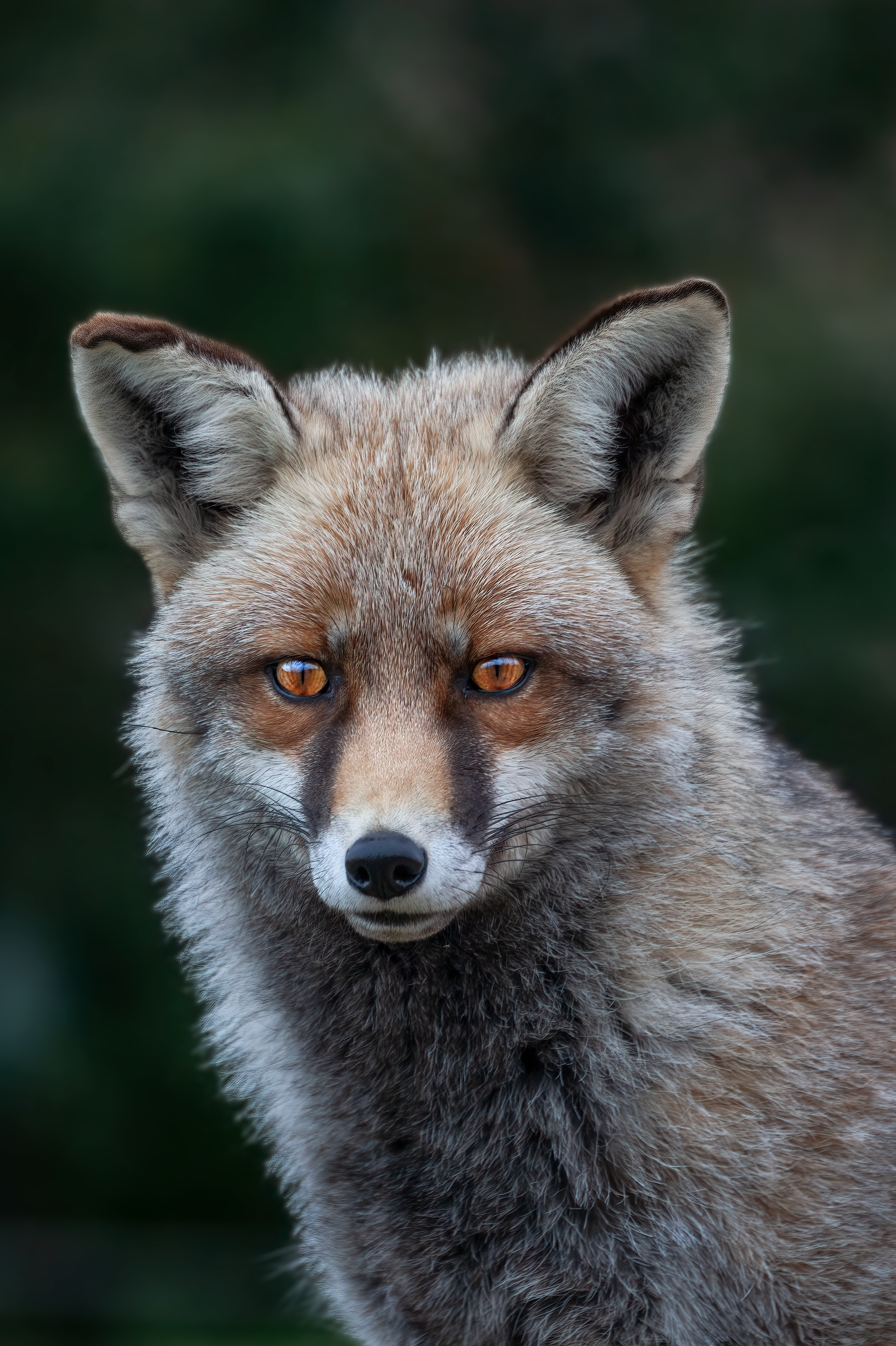 Portrait of a Fox · Free Stock Photo