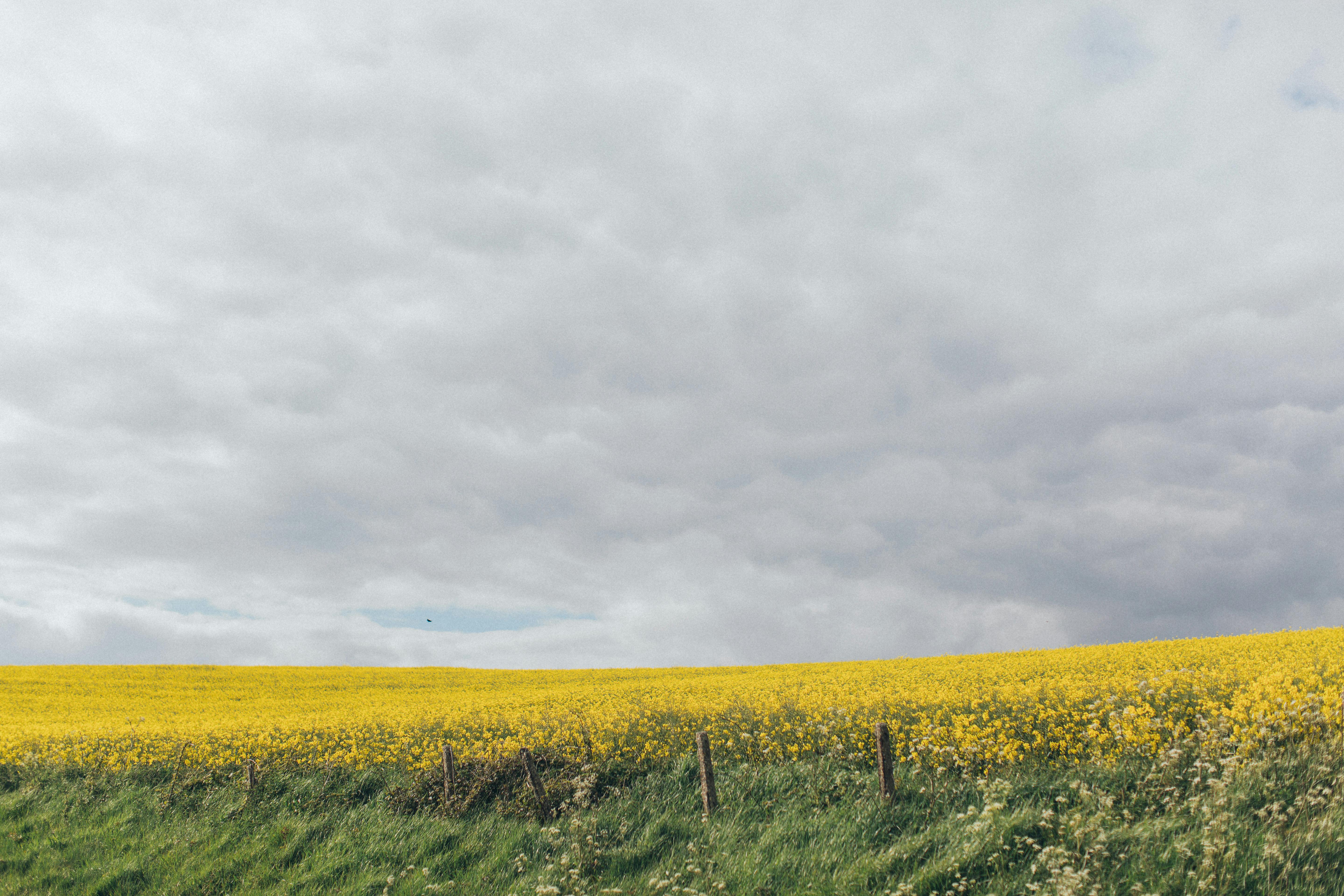 Green and Yellow Flower Field · Free Stock Photo