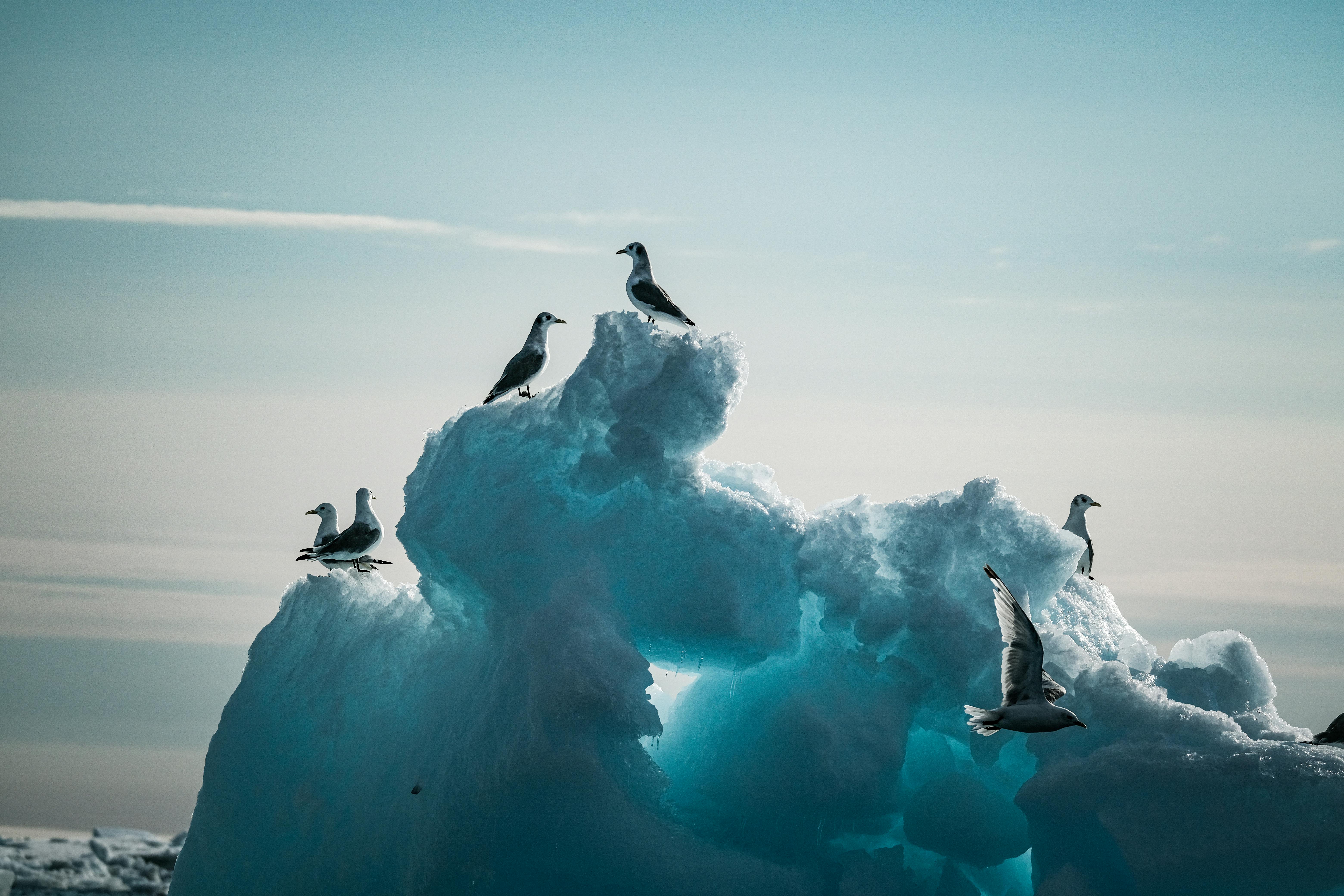 Birds on an Iceberg · Free Stock Photo