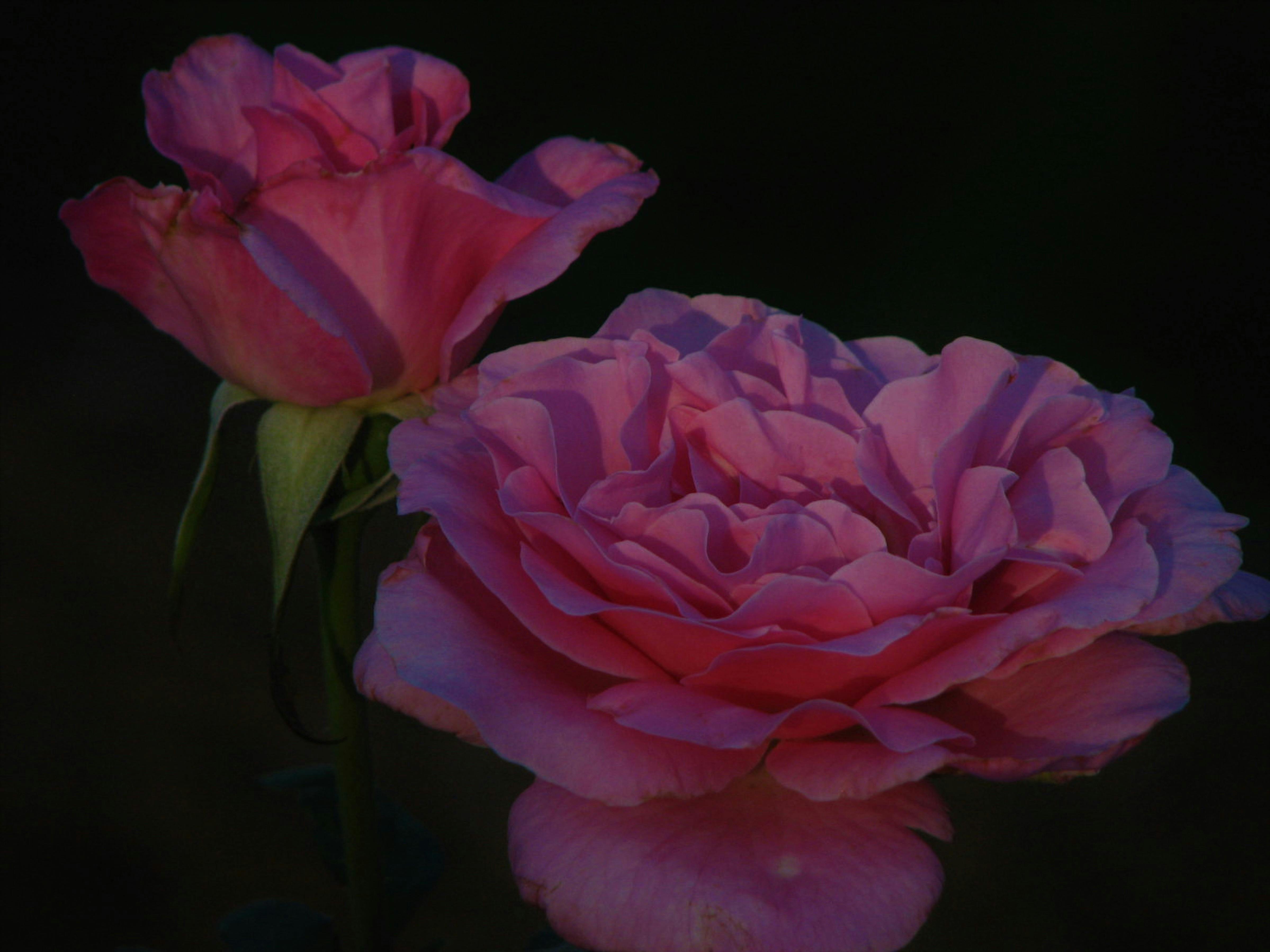 FABULOUS FLOWERS 23 Photos & Videos Collected by Lady Violet Adventures