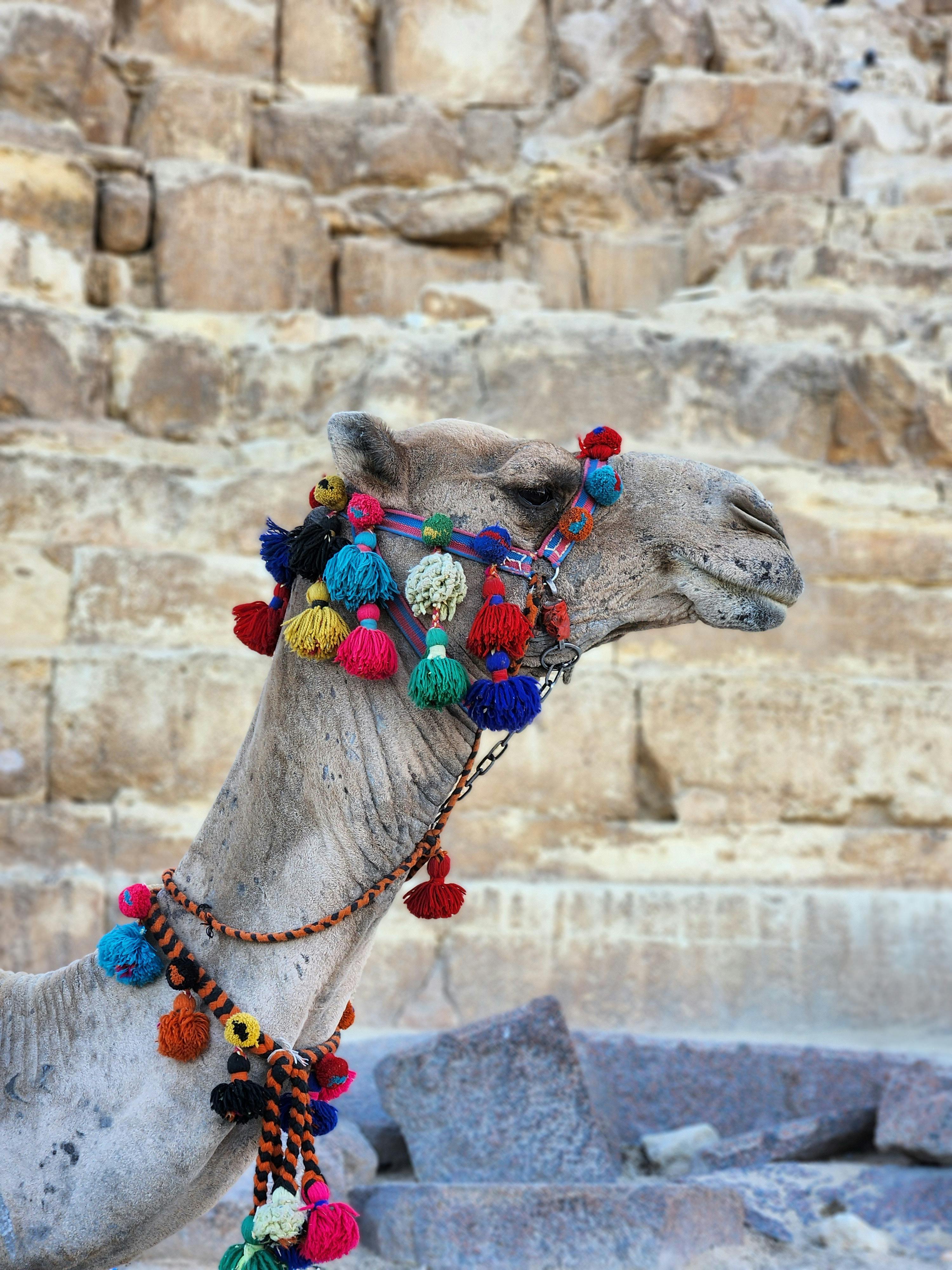 Camel with Decorative Harness · Free Stock Photo