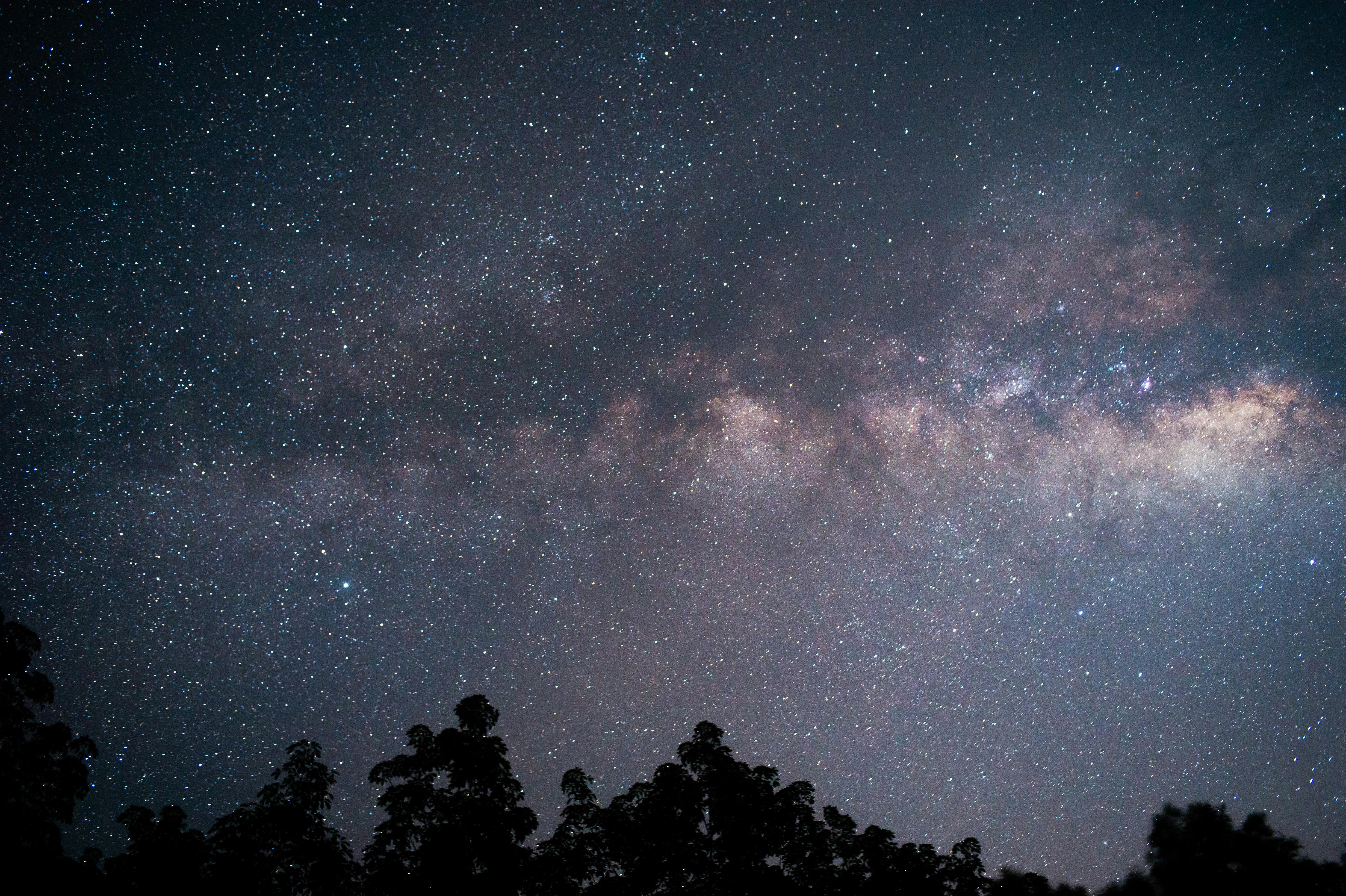 Foto profissional gratuita de alto contraste, árvores, astrofotografia ...