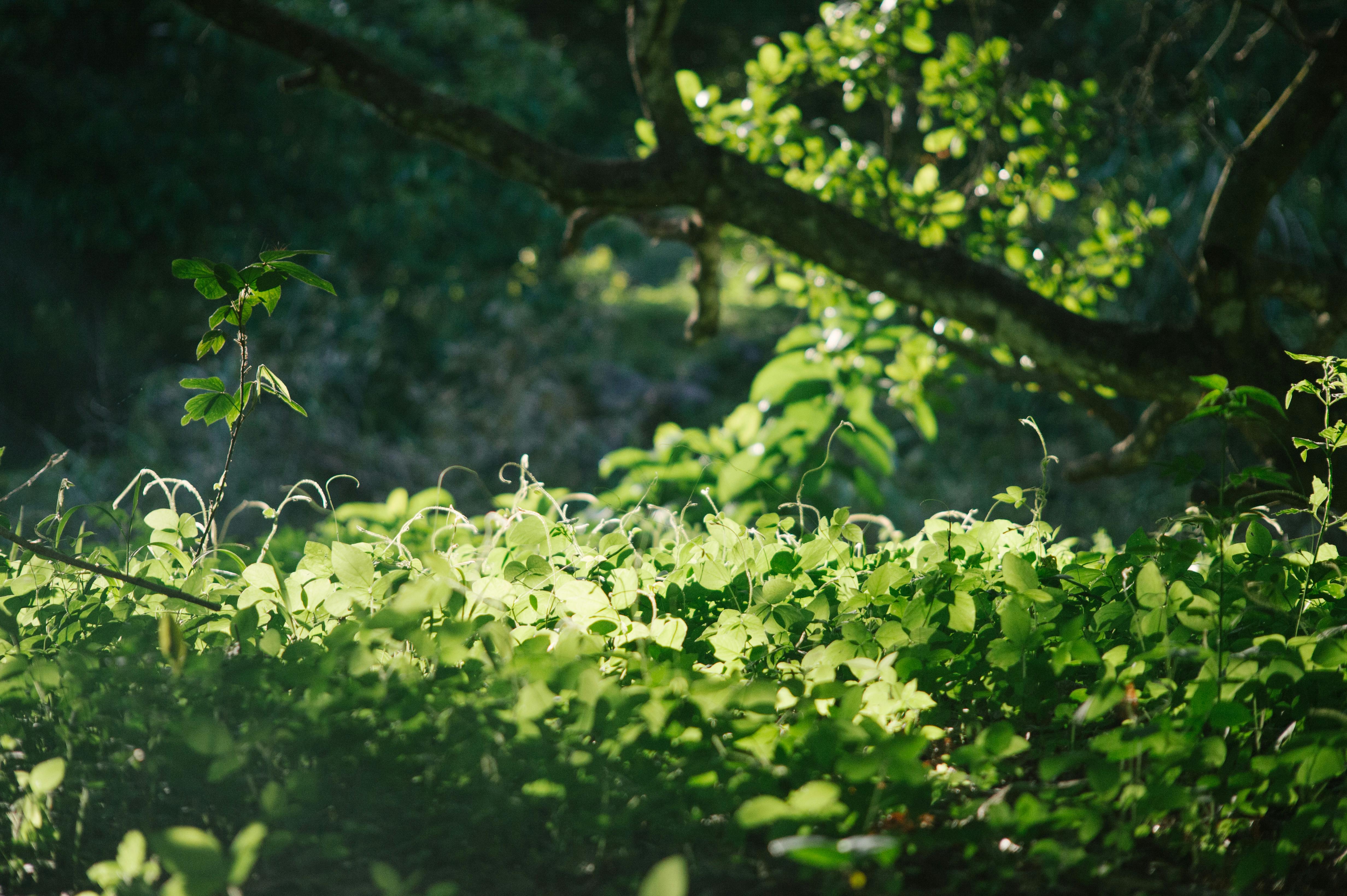 Green Plants under Tree in Forest · Free Stock Photo