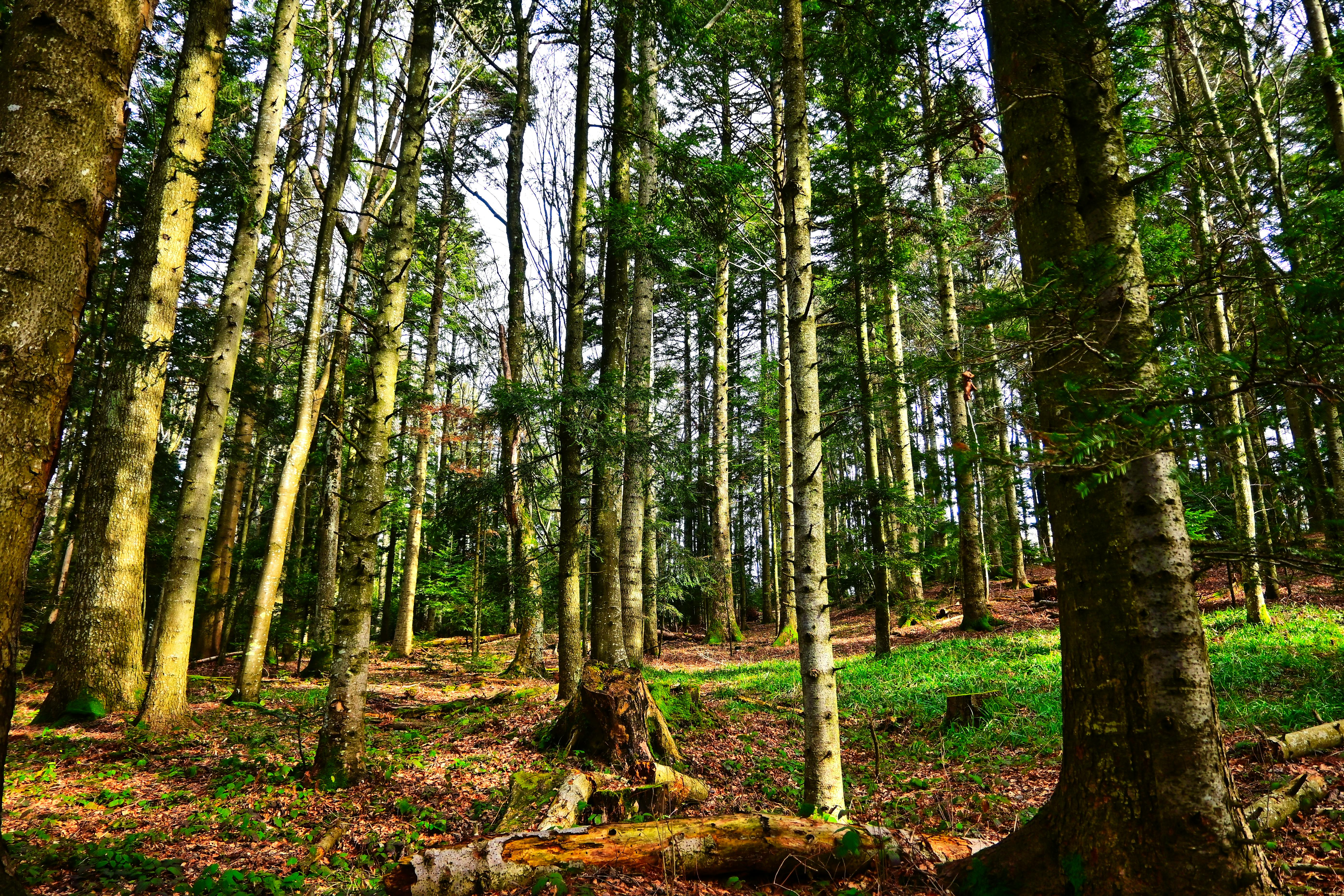 A forest with many trees and green grass · Free Stock Photo