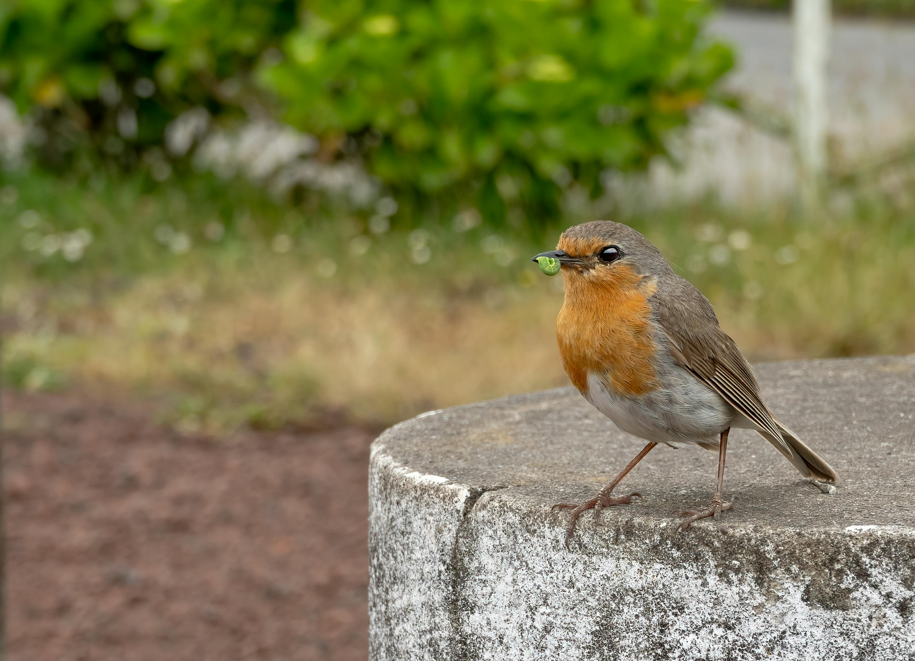 Robin with Bug · Free Stock Photo