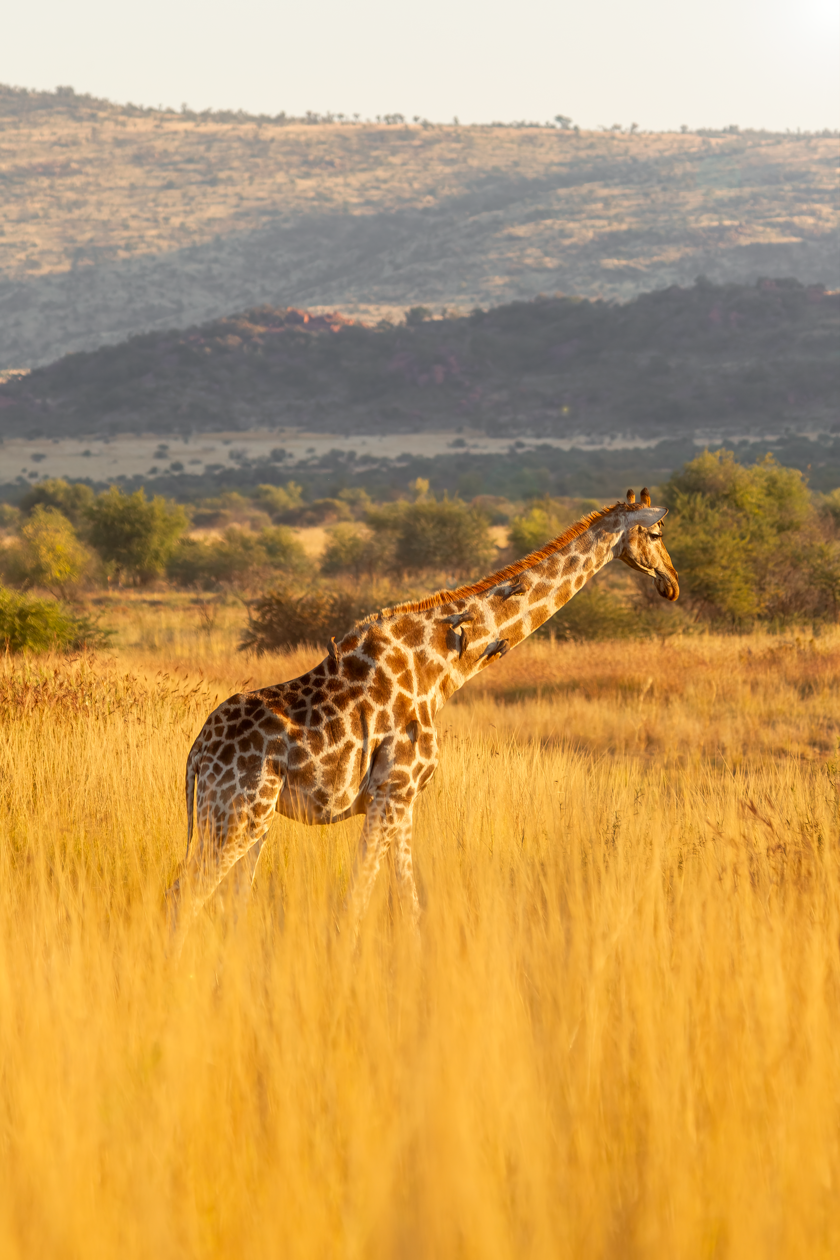 A Giraffe in a Savanna · Free Stock Photo