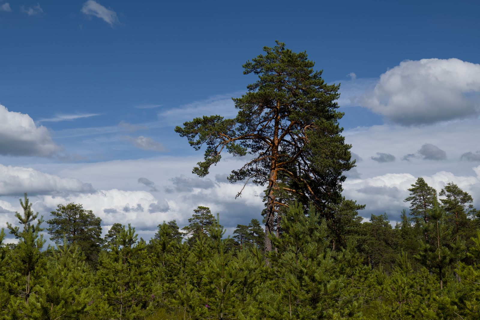 Reforestation Photos, Download The BEST Free Reforestation Stock Photos ...