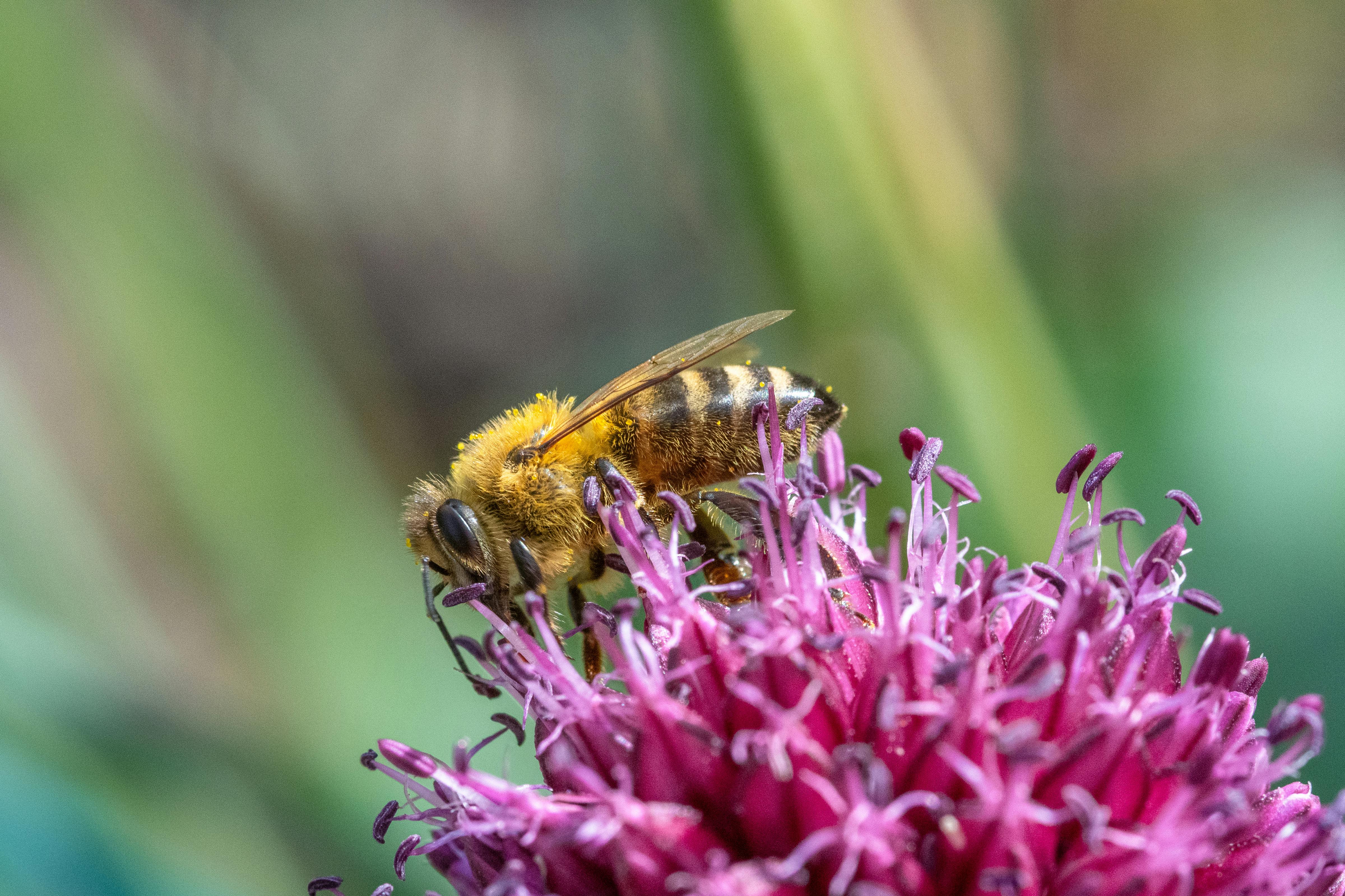 Macro Photography of Bee on a Plant · Free Stock Photo