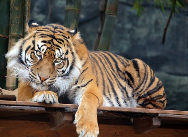 Tiger Poses Photos, Download The BEST Free Tiger Poses Stock Photos ...