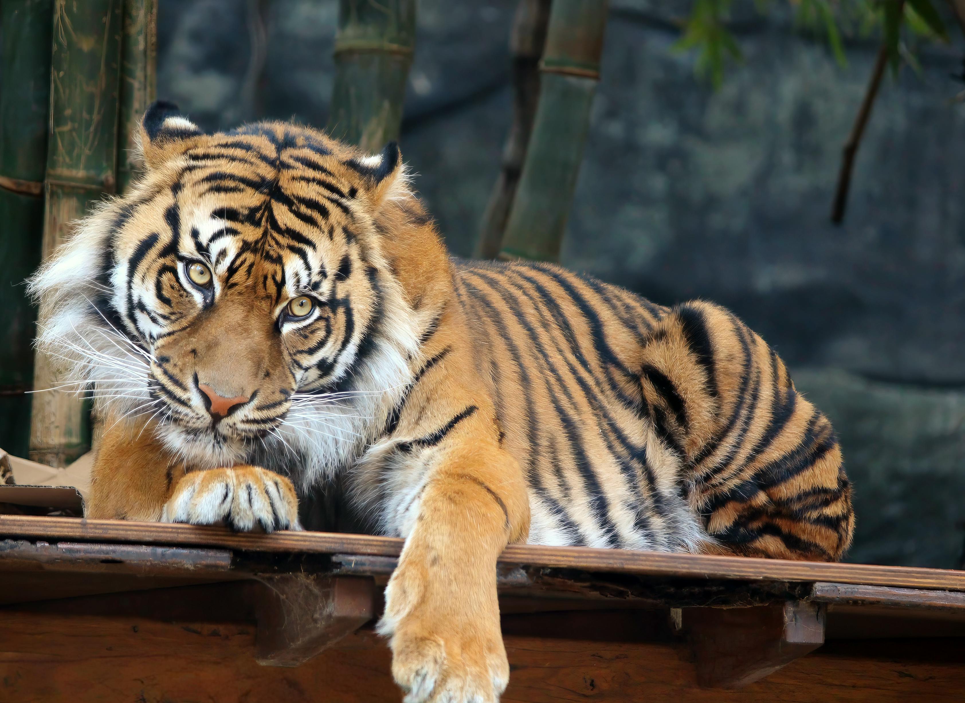 Foto profissional gratuita de alerta, amável, ambiente natural, animais ...