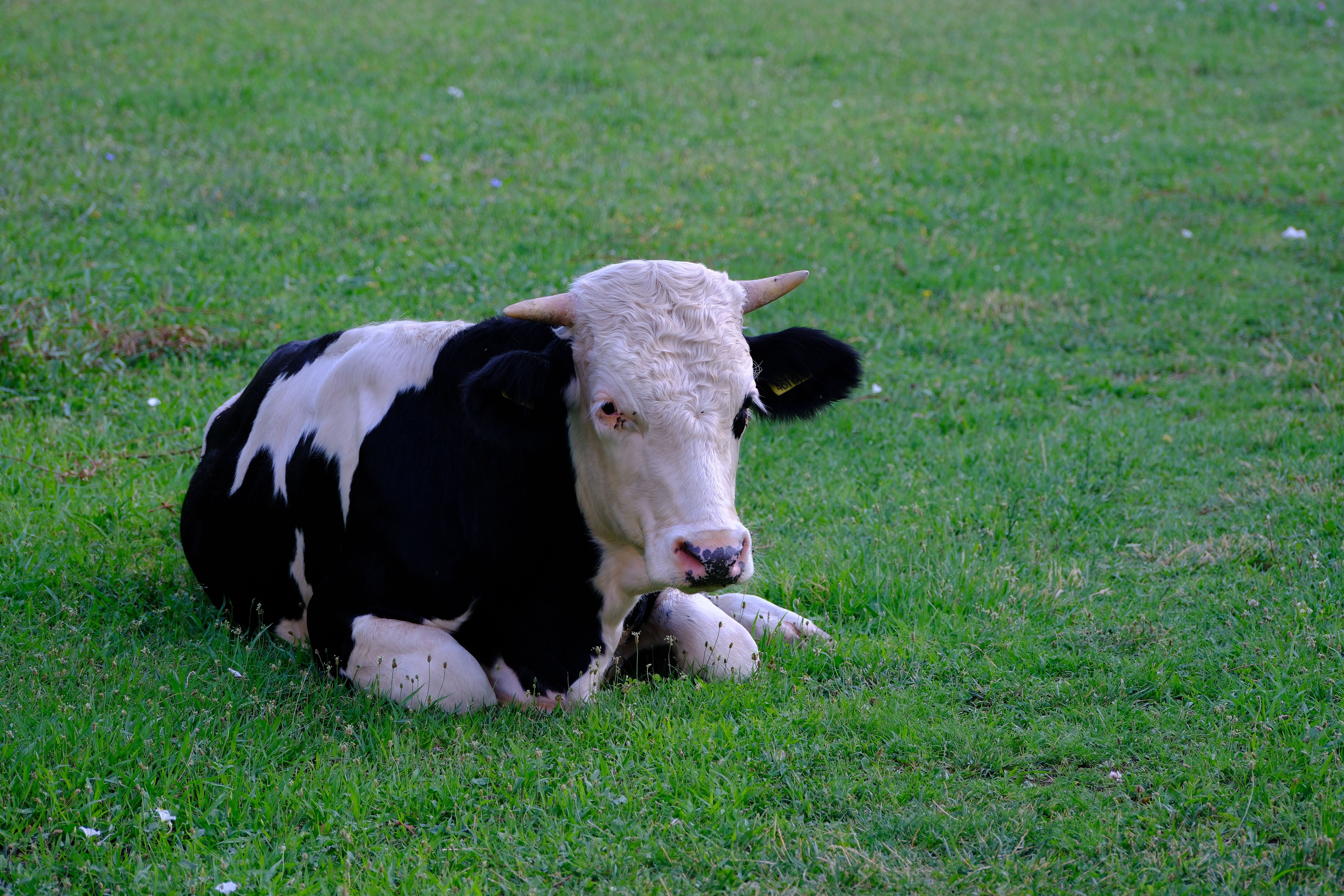 A cow laying down in a field of grass · Free Stock Photo