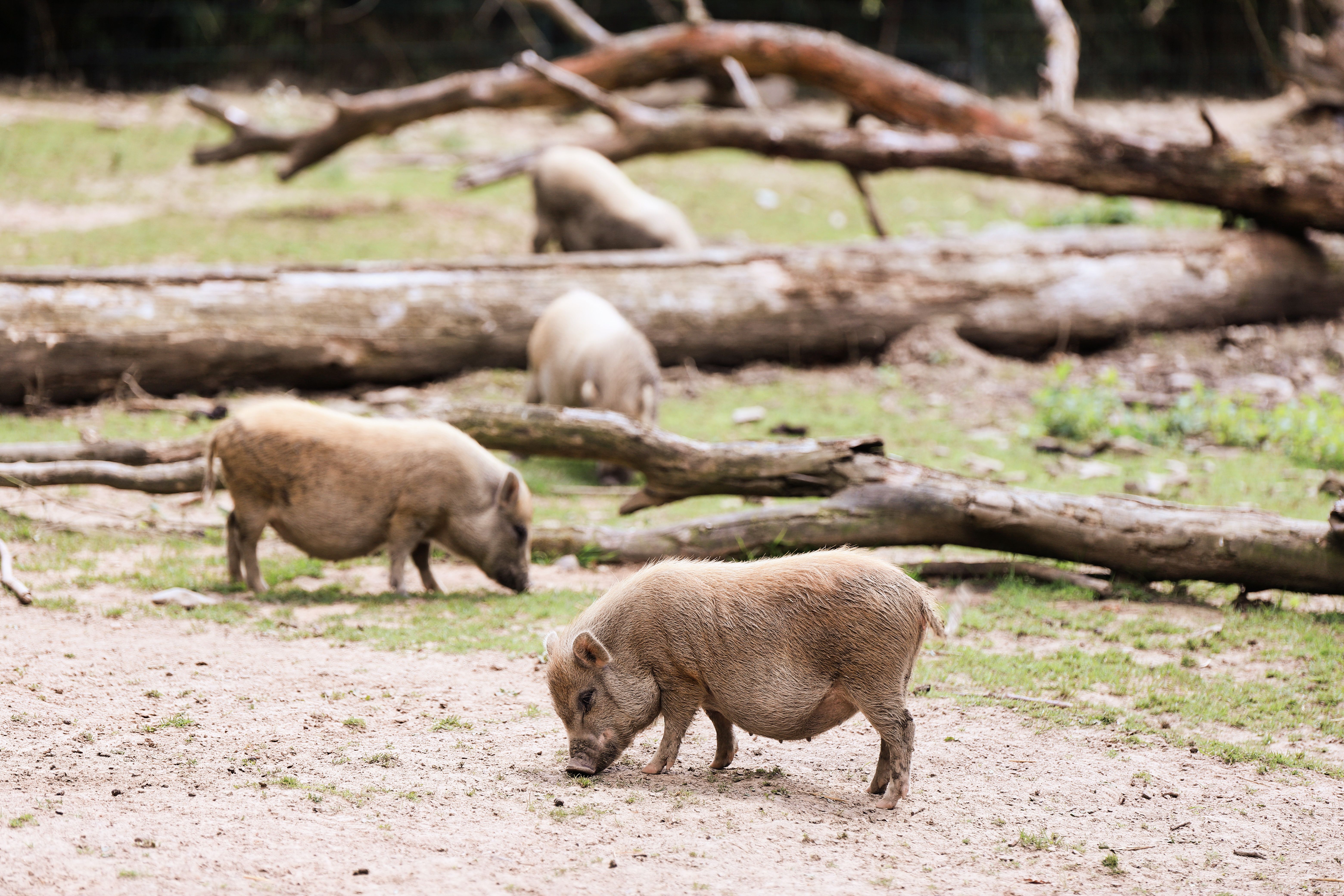 Selective Focus of Vietnamese Pot-Bellied Pigs at Zoo · Free Stock Photo