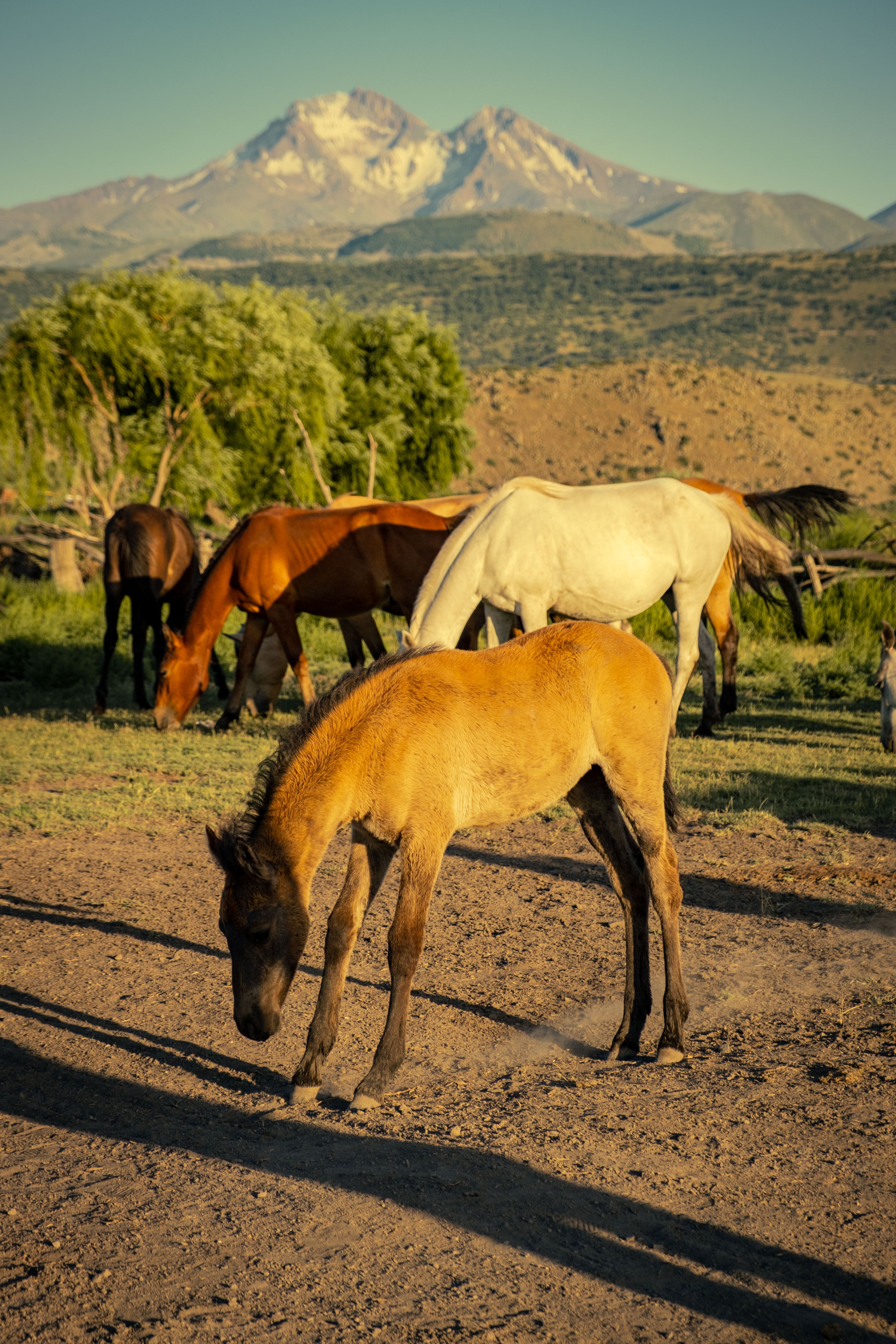 Horses in Countryside · Free Stock Photo