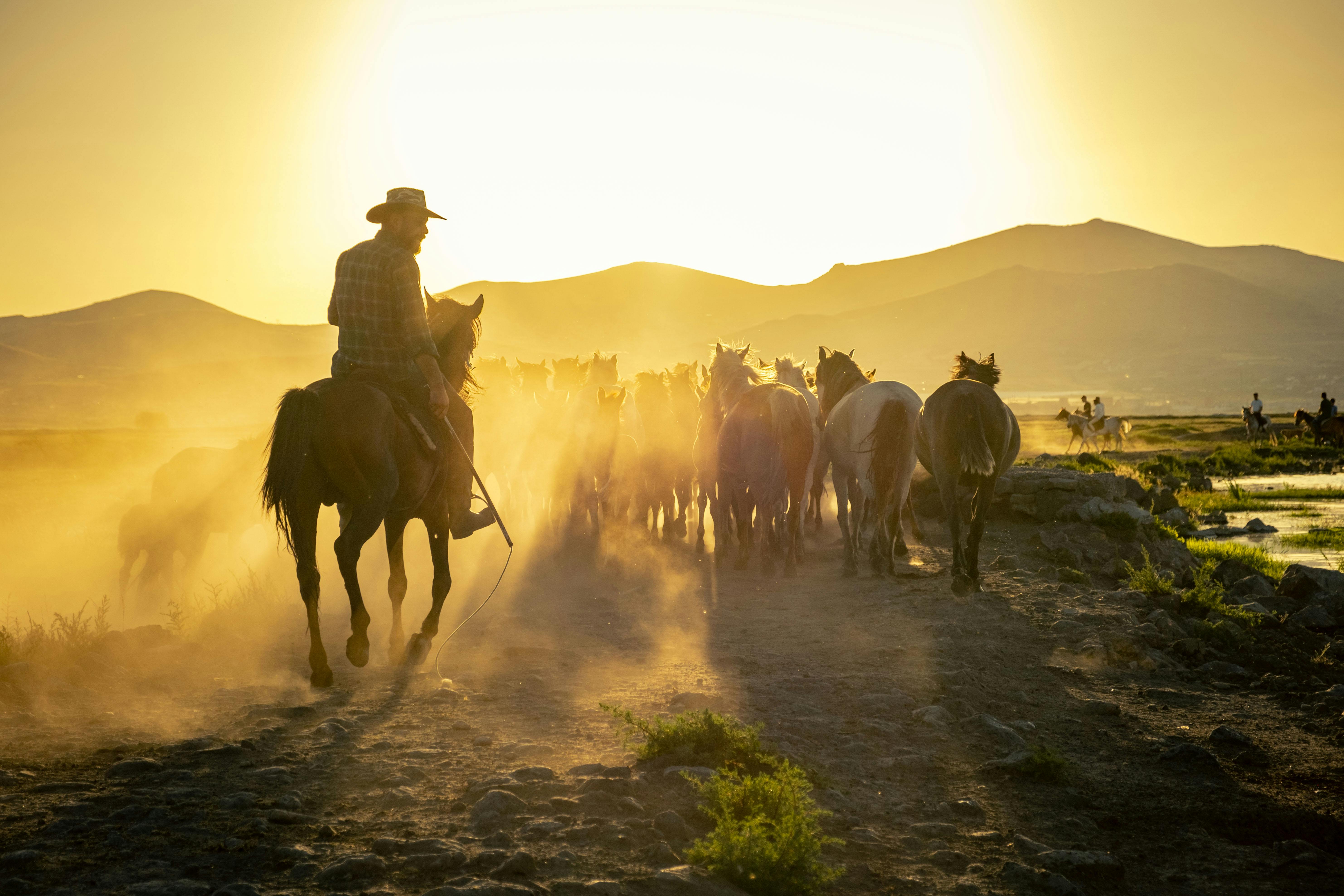 A cowboy is leading a herd of horses · Free Stock Photo