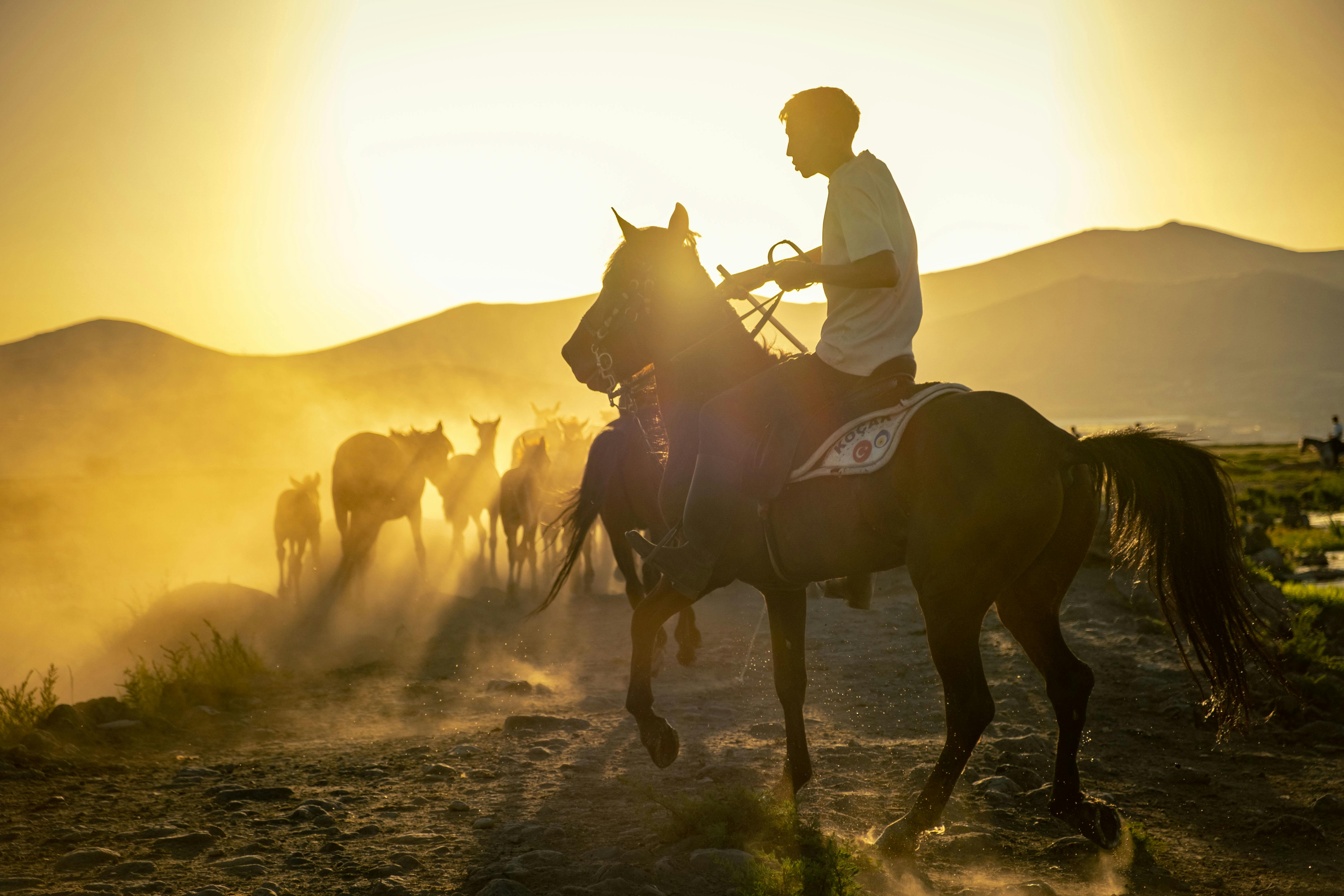 Man Riding behind Horses at Sunset · Free Stock Photo