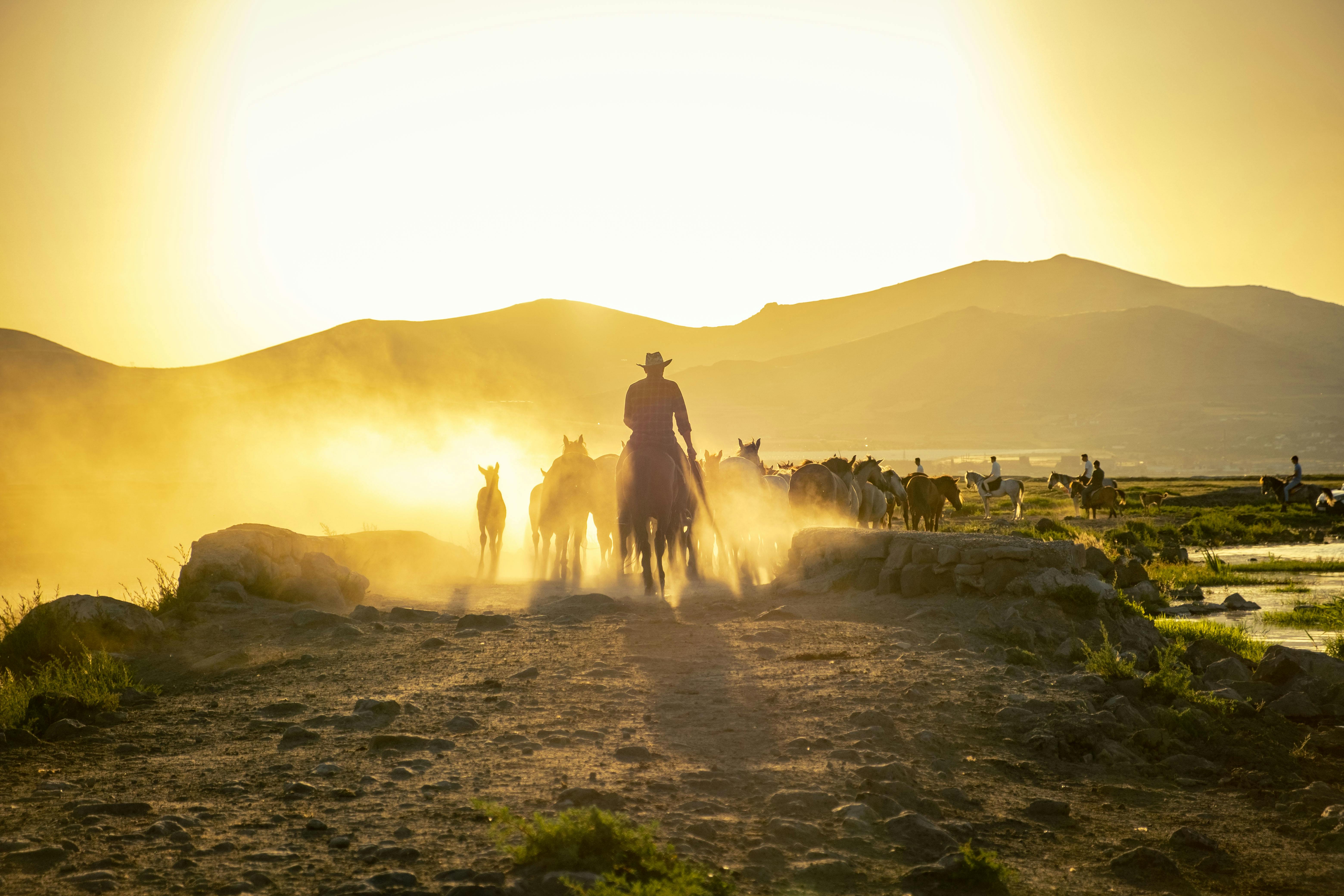 Cowboy behind Horses at Sunset · Free Stock Photo