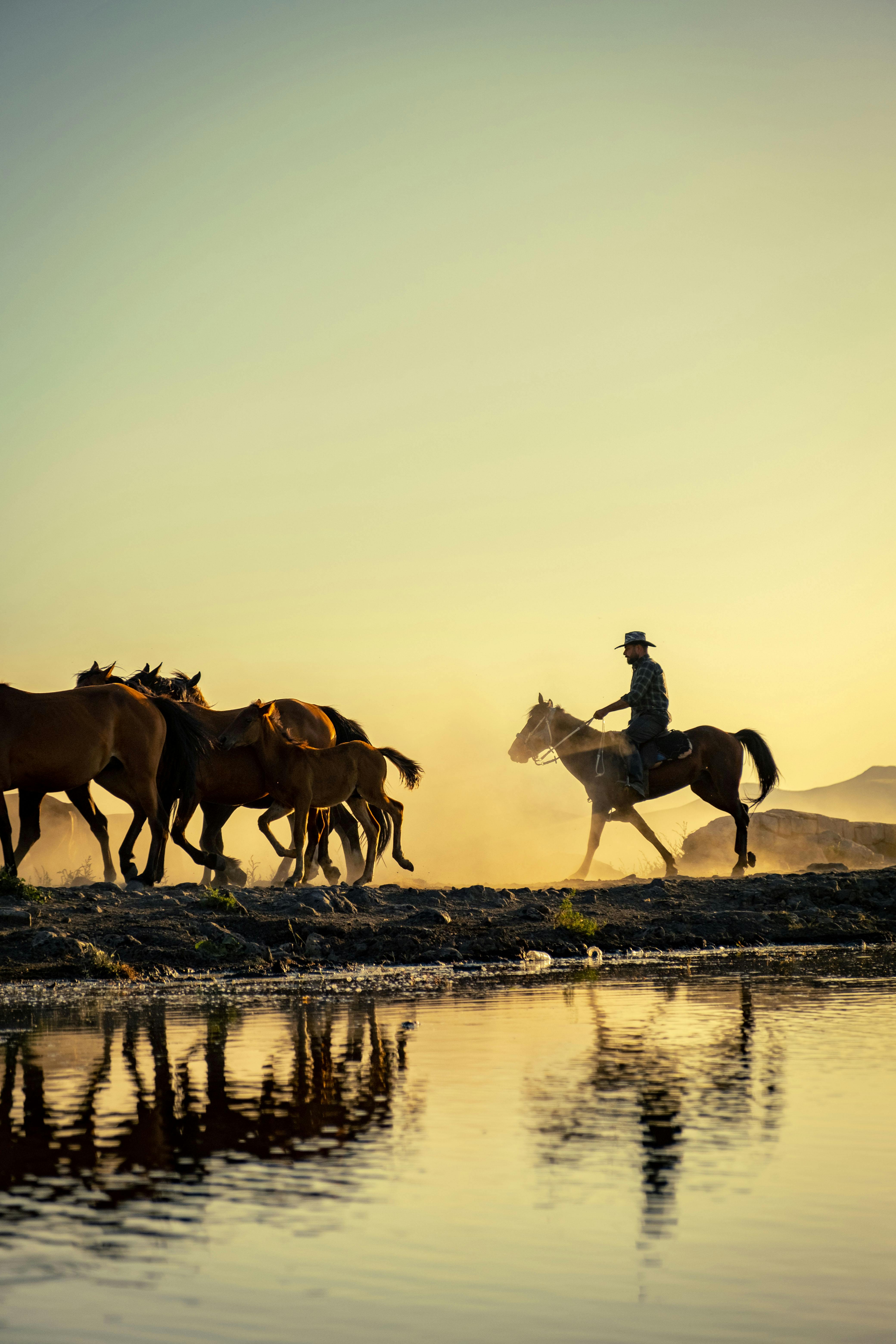 Cowboy Herding Horses on a Lakeshore · Free Stock Photo