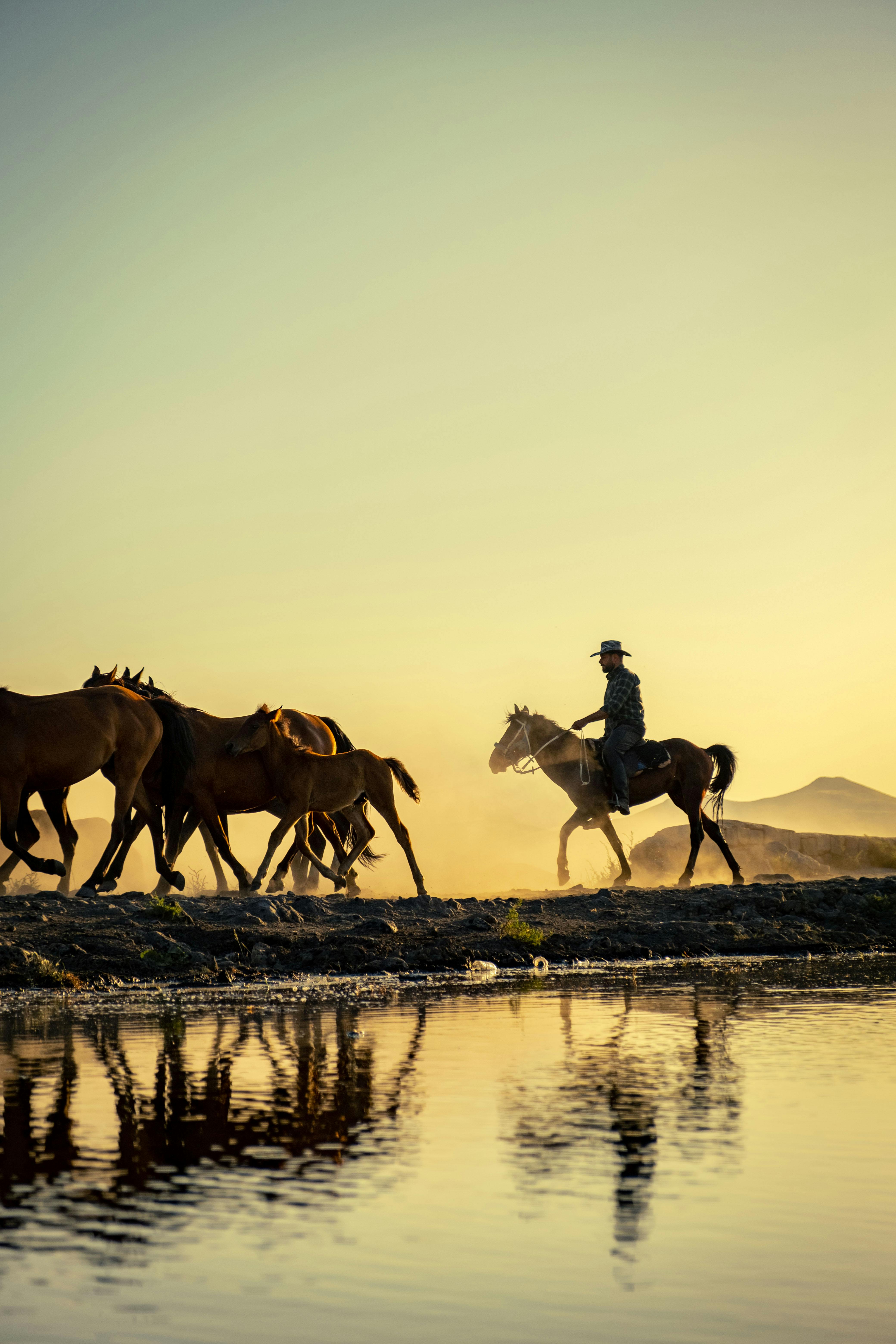 Cowboy Herding Horses on a Lakeshore · Free Stock Photo