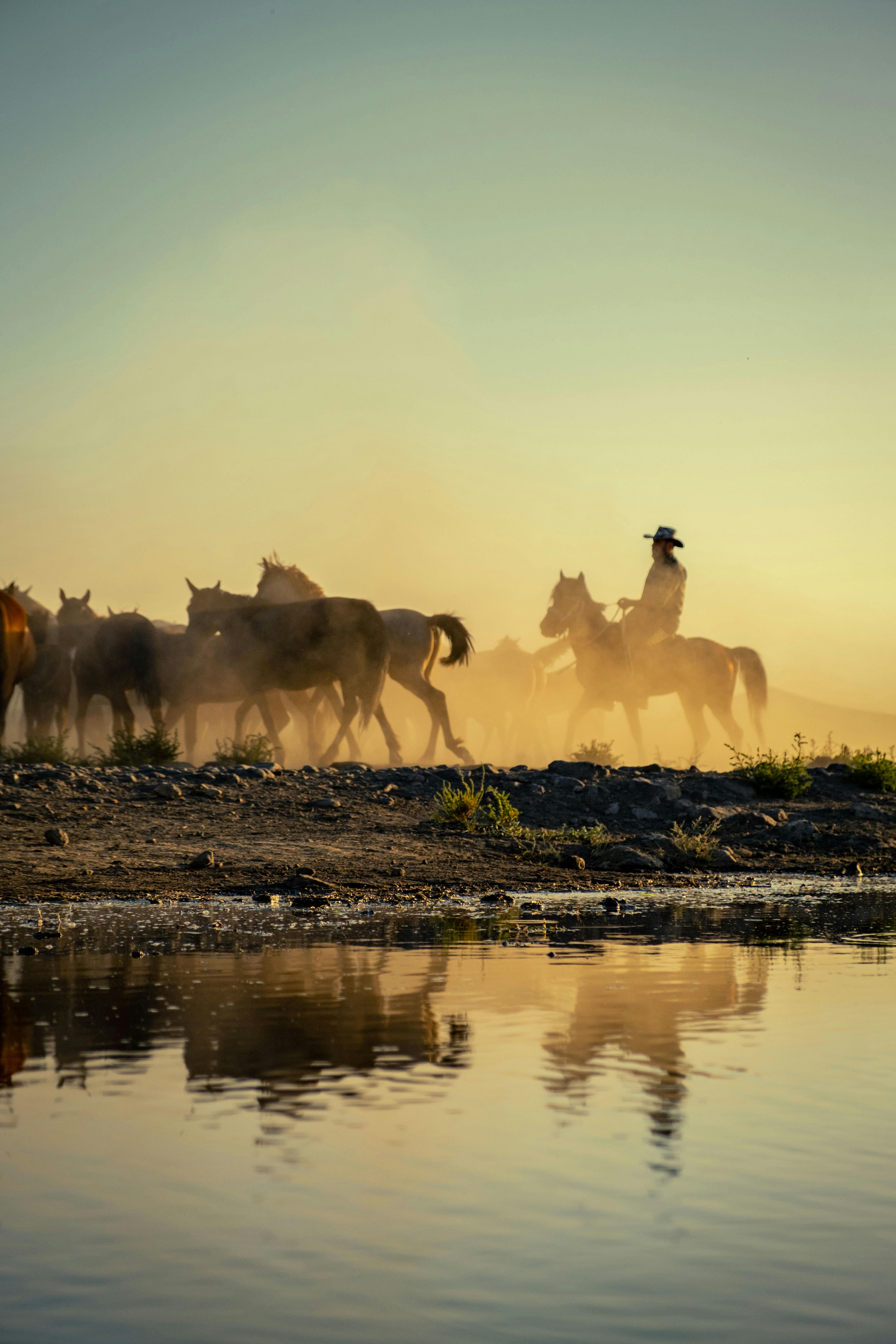 Cowboy Herding Horses on a Lakeshore · Free Stock Photo